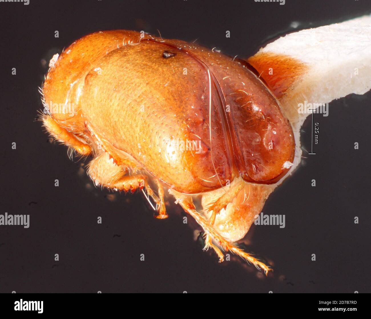 pinned, Guadalupe Arriba Chiriqui, Chiriqui, Panama, Monarthrum ...