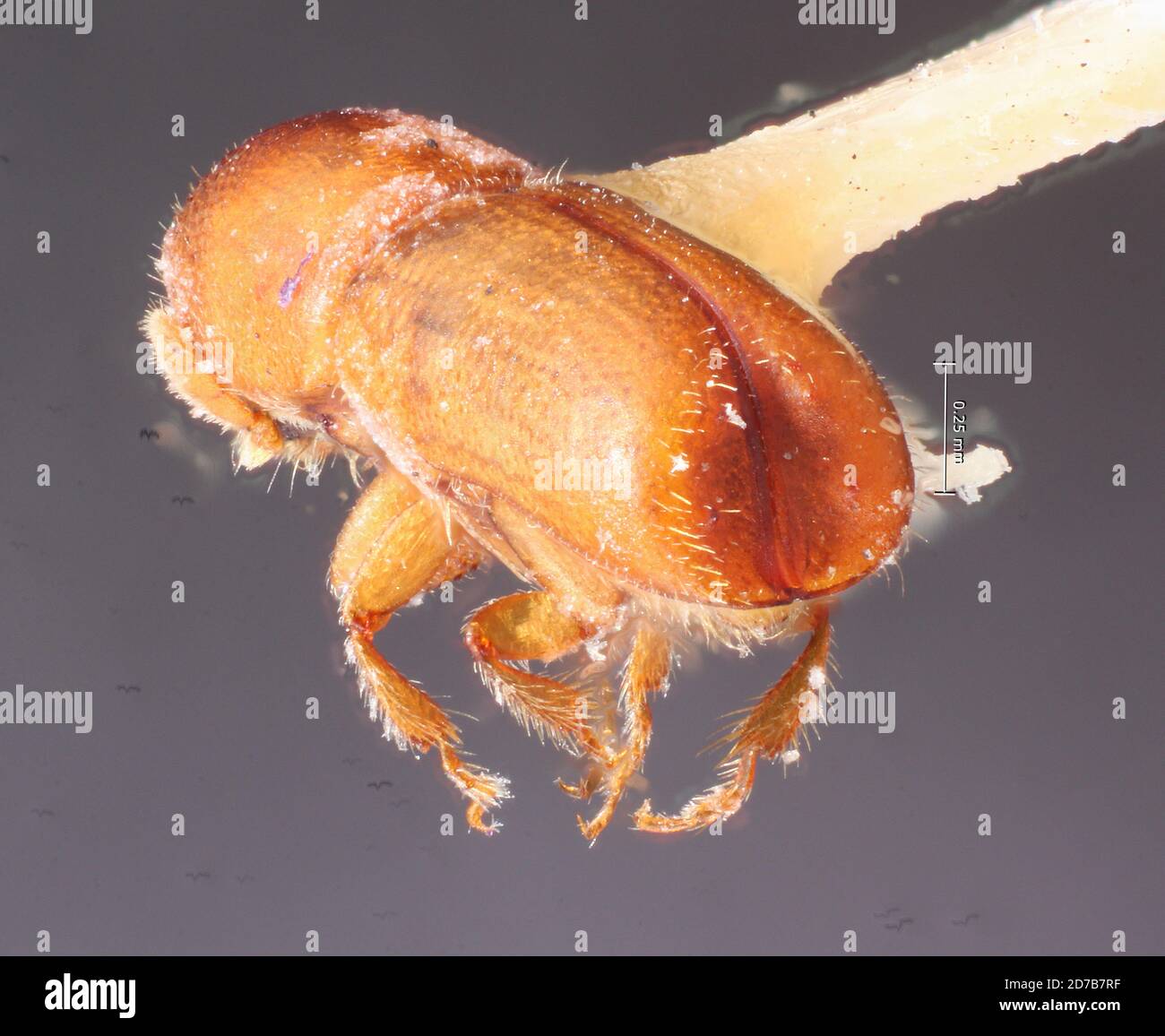 pinned, 16 miles East Morelia Michoacan, Michoacan, Mexico, Monarthrum ...