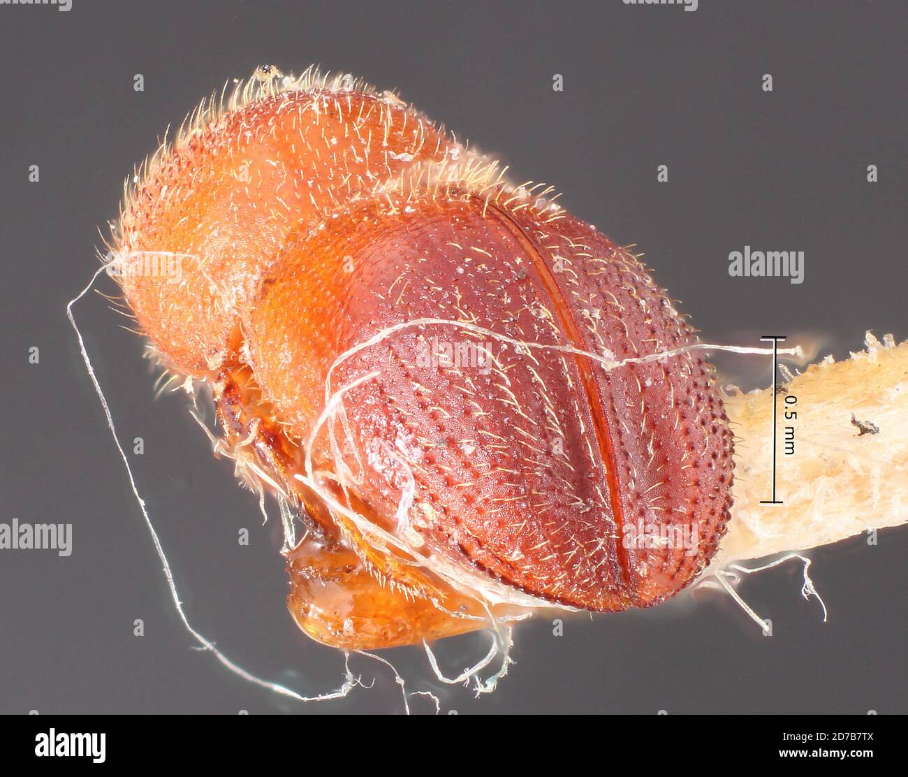 Pinned, Port of Spain, Port-of-Spain, Trinidad and Tobago ...