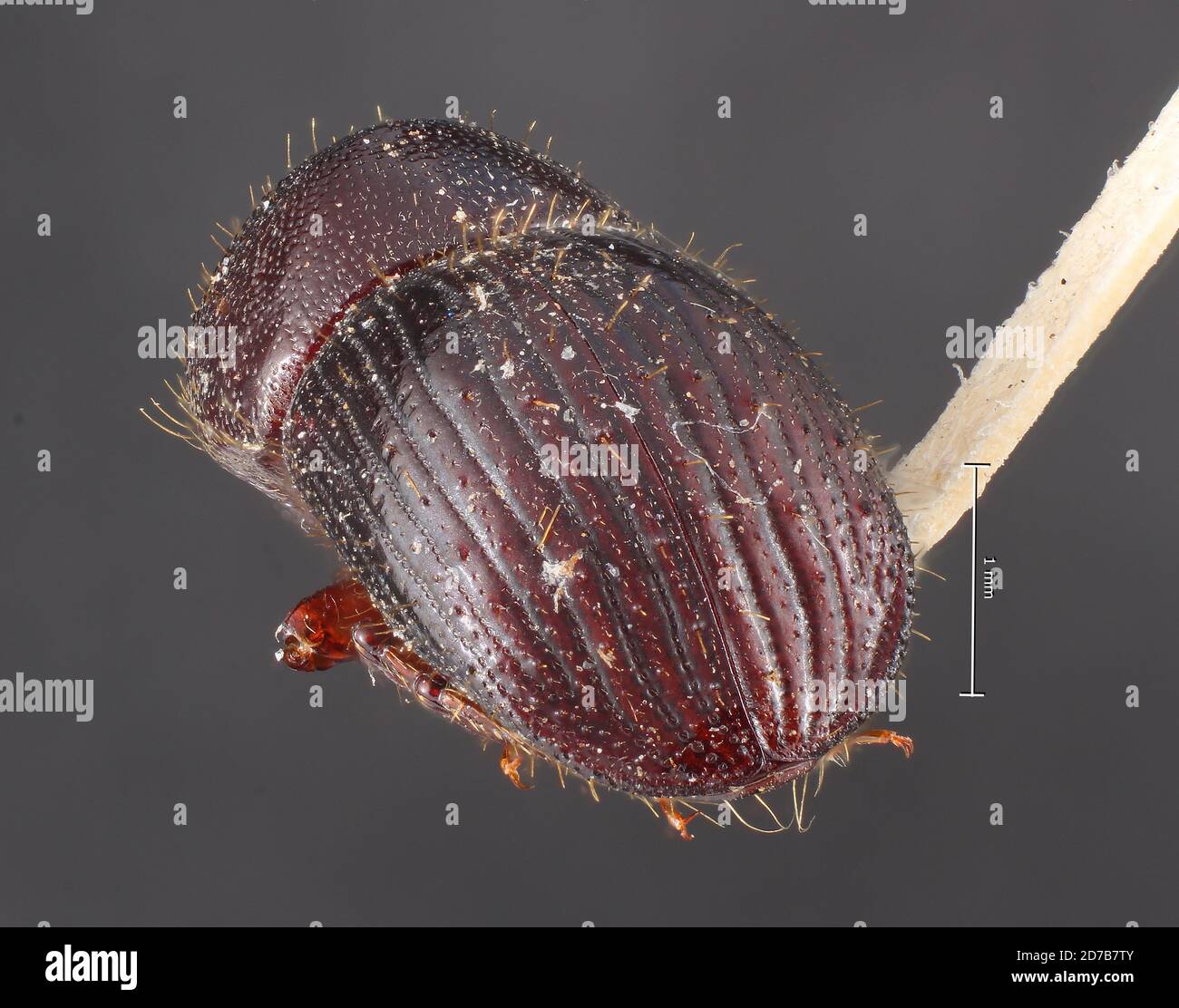 Pinned, Piedr. Negras, Costa Rica, Costa Rica, Boroxylon burgdorfi ...