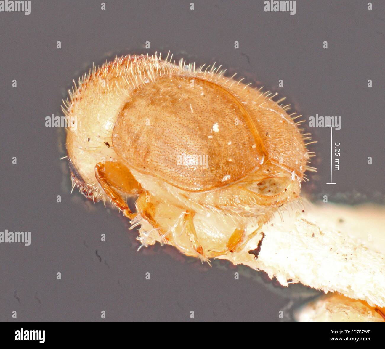 Pinned, Pagbilao, P.I., Philippines, Hypocryphalus rotundus Hopkins ...