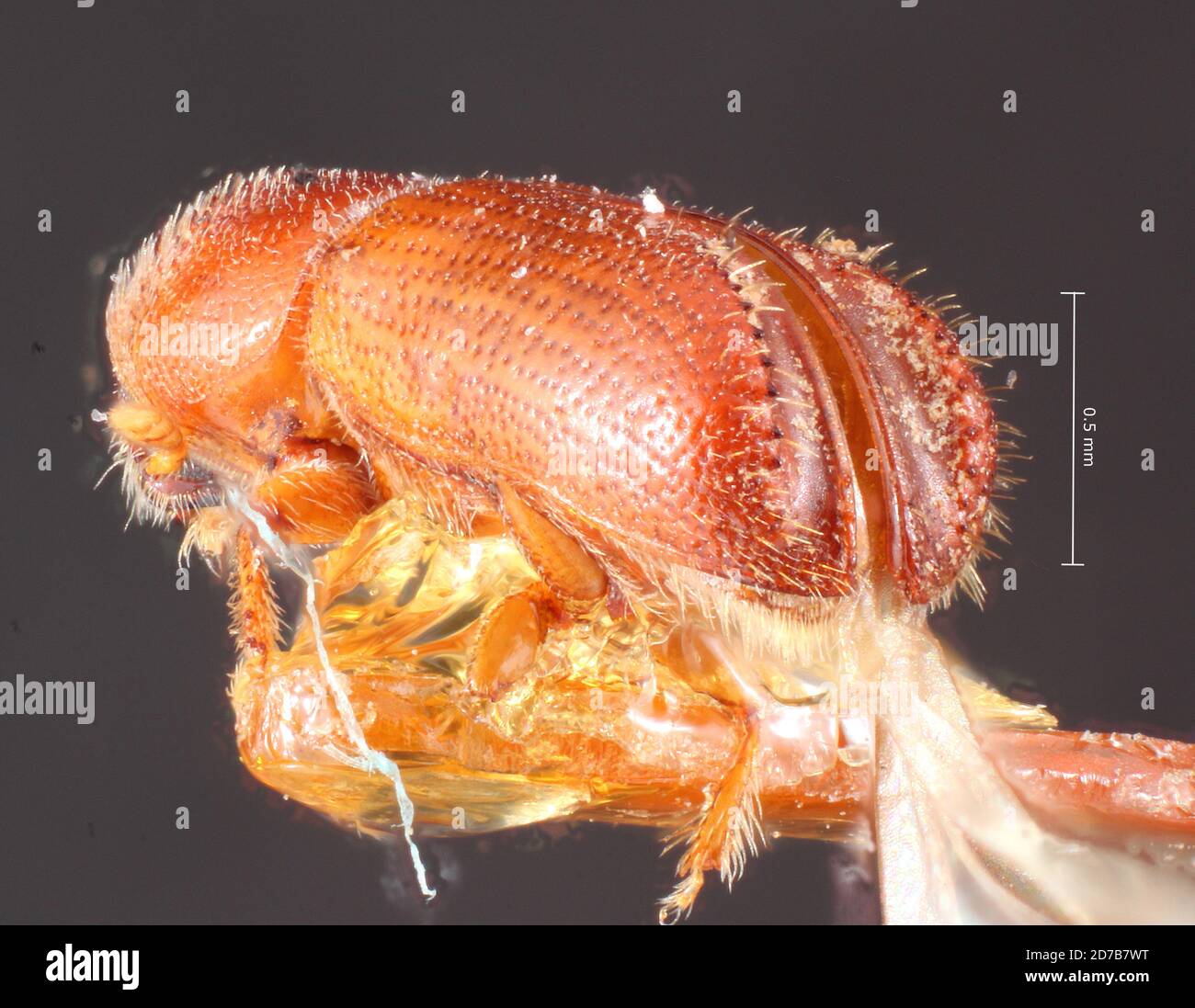 Pitkim hi-res stock photography and images - Alamy