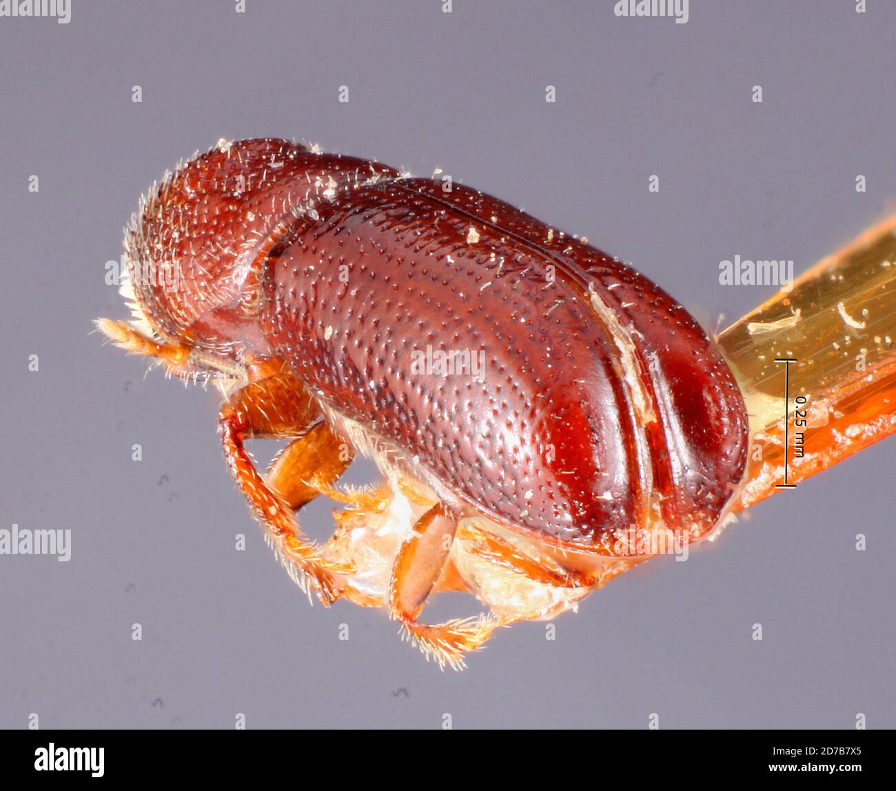 Pinned, Brunswick, Cumberland, Maine, United States, Pityophthorus ...