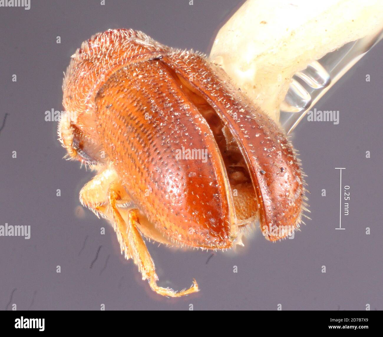 Pityophthorus absonus blackman hi-res stock photography and images - Alamy