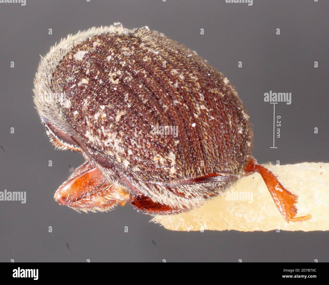 Pinned, La Ceiba, May 29 1949 E.C. Becker - lite, Atlantida, Honduras ...