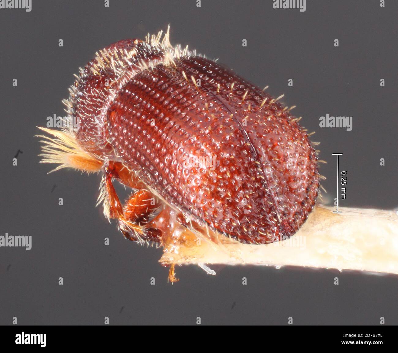 Pinned, Cuba, Micracis cubensis Blackman, 1928, Animalia, Arthropoda ...