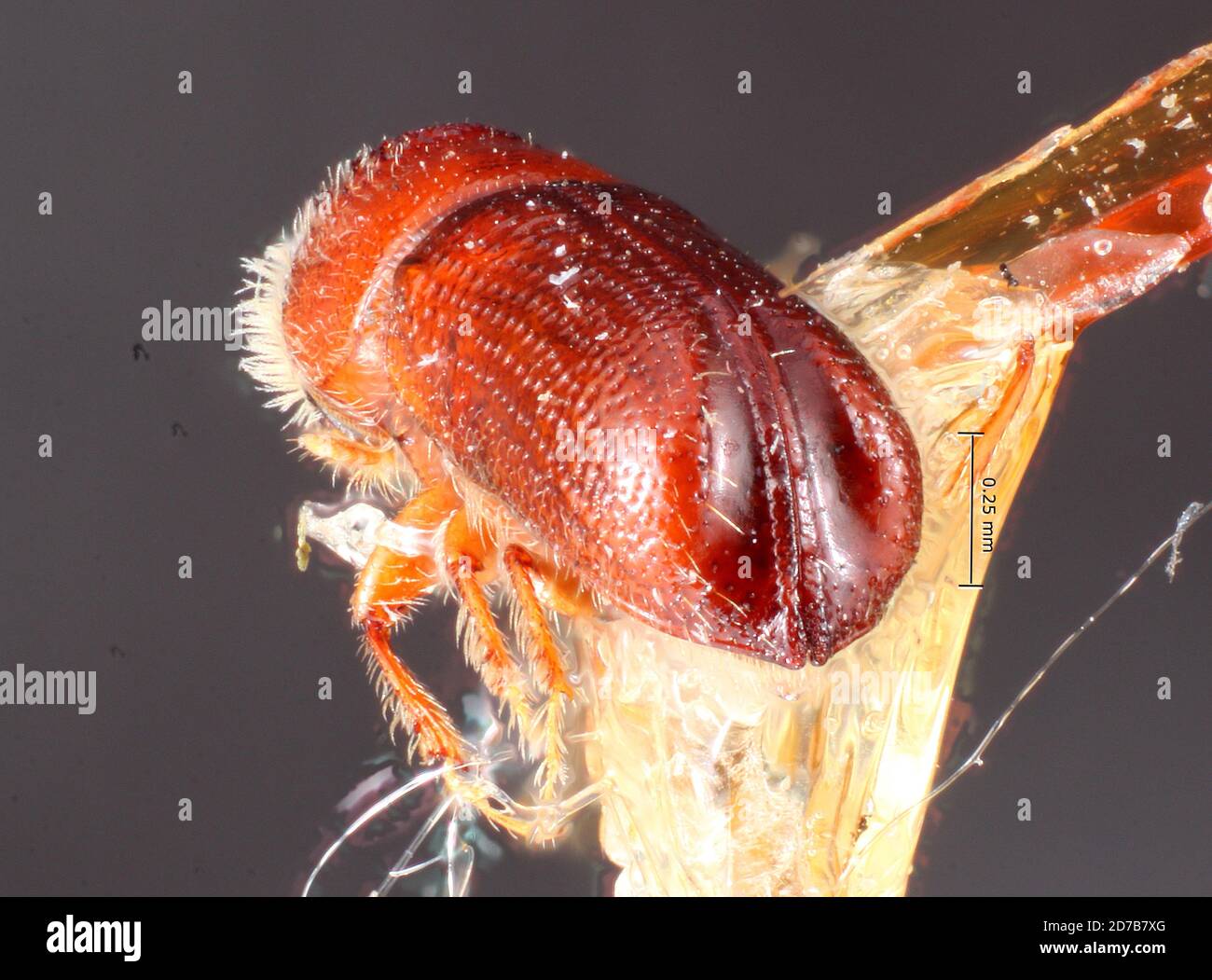 Pinned, Kaibab National Forest, Arizona, United States, Pityophthorus ...