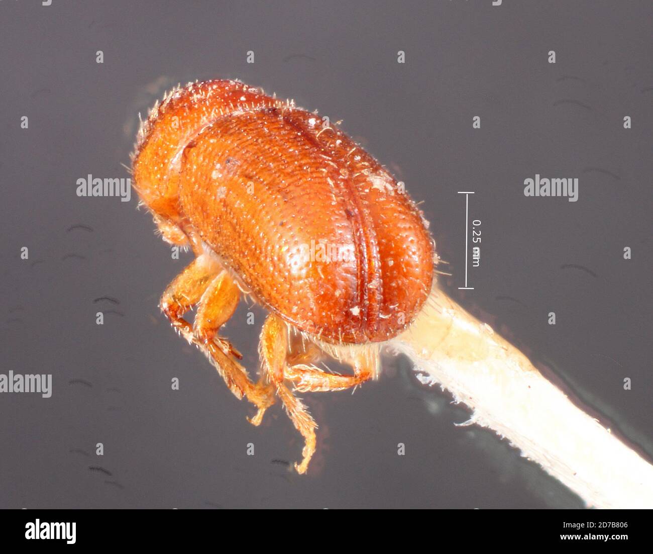 Pinned, Biscayne, Miami-Dade, Florida, United States, Pityophthorus ...