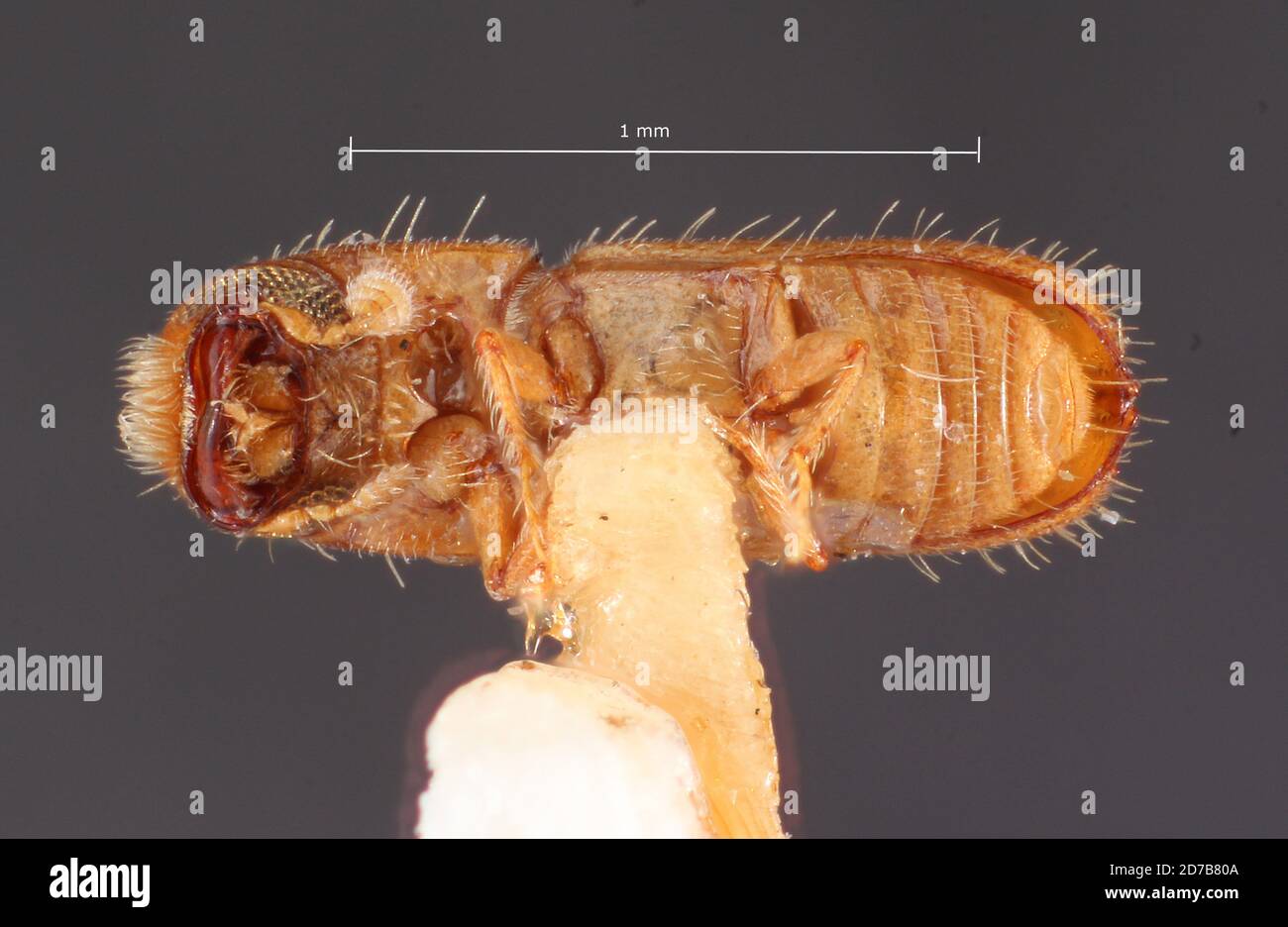 Pinned, Cano Saddle, Gatun Lake, Pan., Panama, Pityophthorus shannoni ...