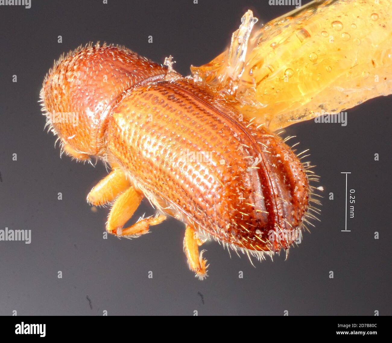 Pinned, Mexico, Pityophthorus coronarius Blackman, 1942, Animalia ...