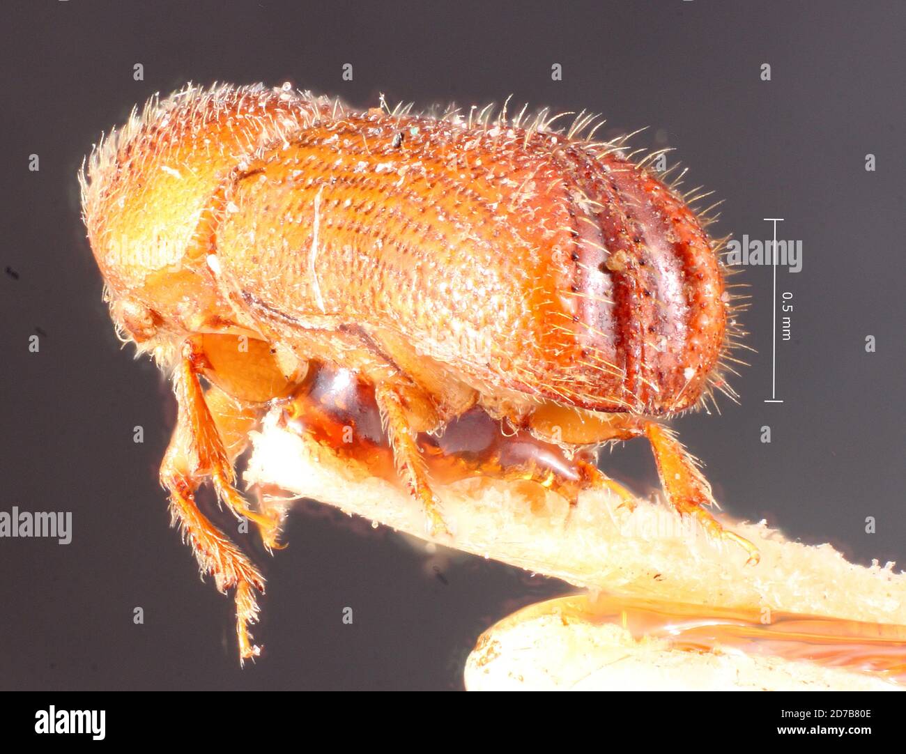 Pinned, Chalio, Mex, Mexico, Pityophthorus chaleoensis Hopkins, 1905 ...
