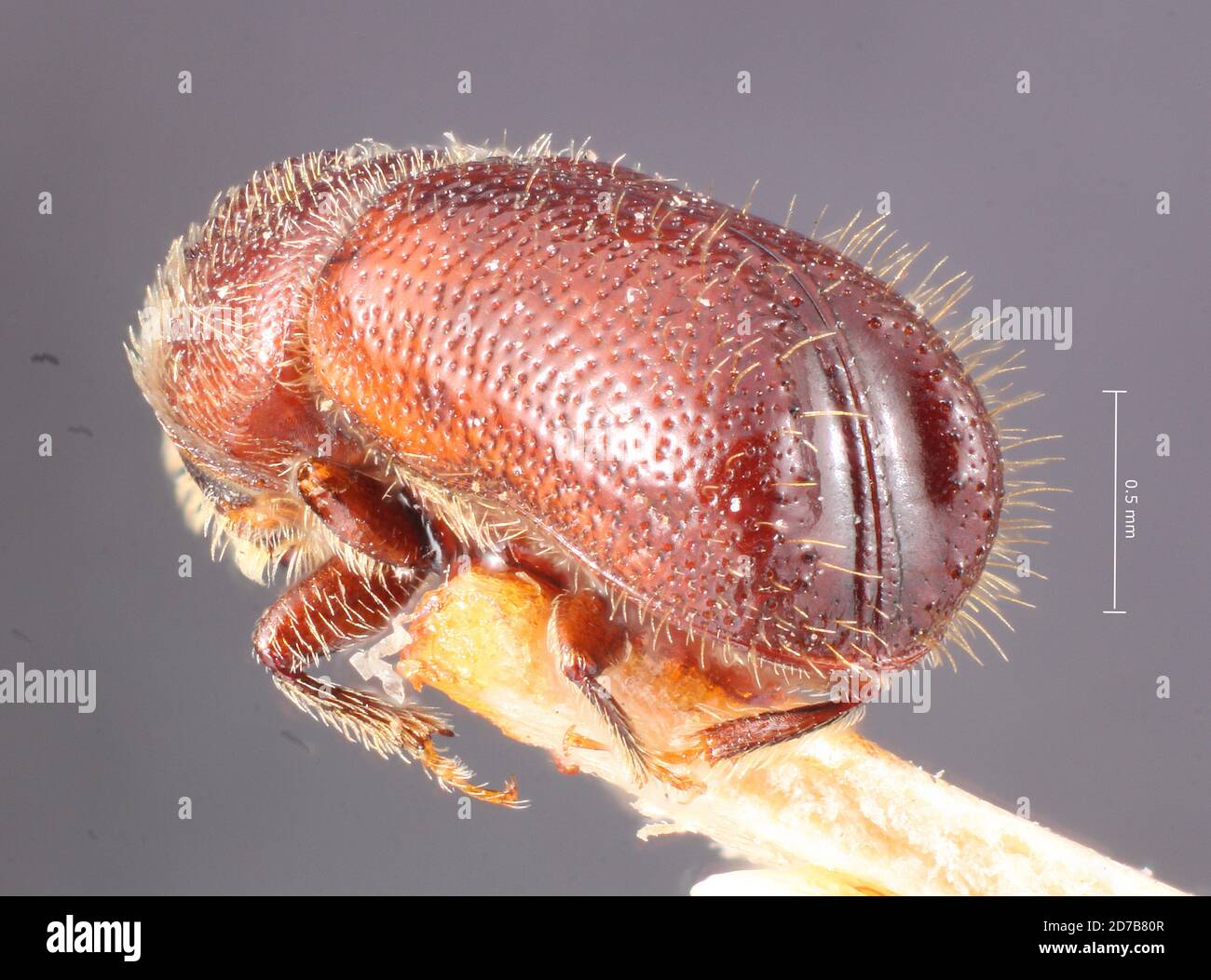 Pinned, Capitan, Lincoln, New Mexico, United States, Pityophthorus ...