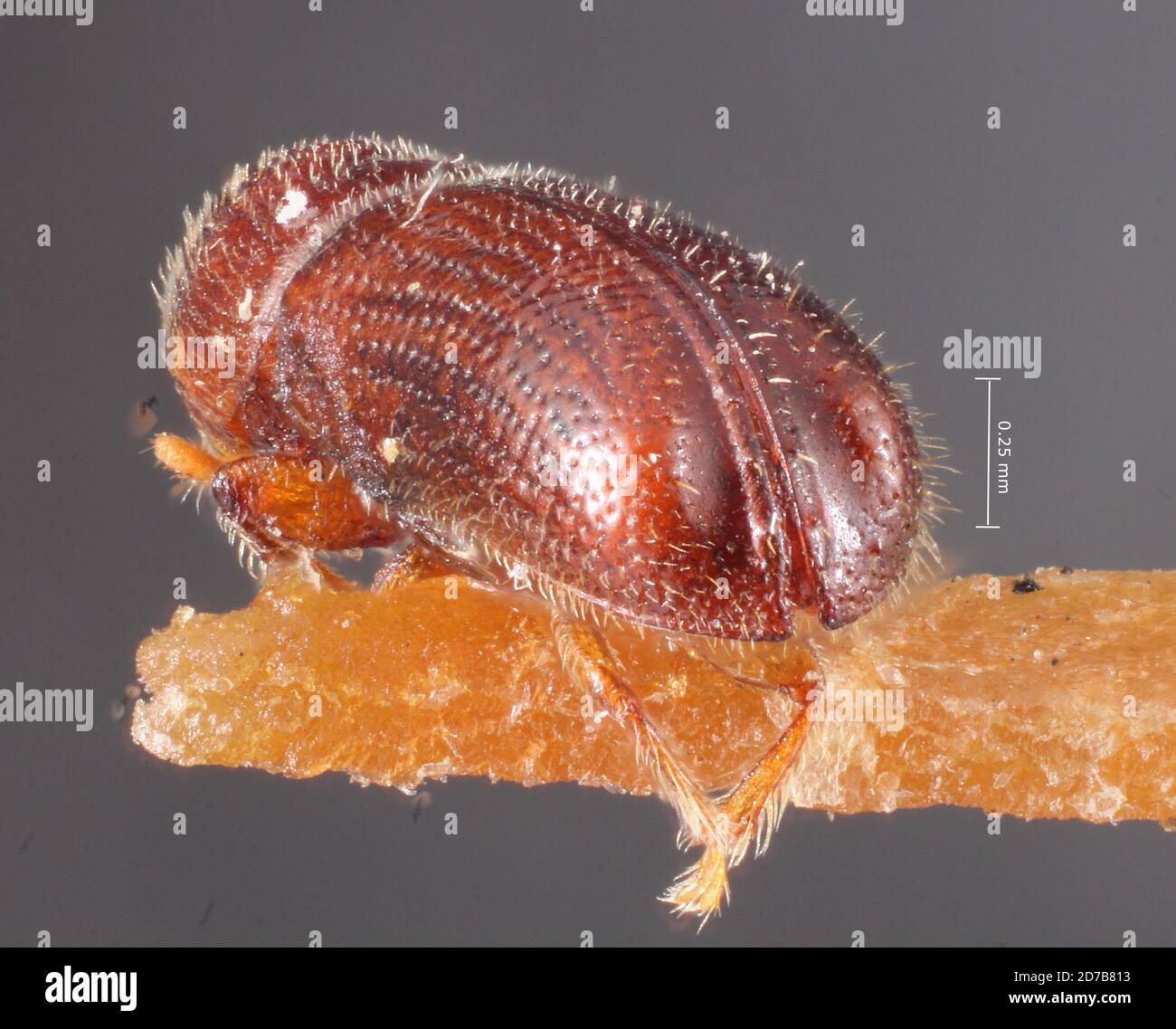 Pinned, Clyde, Colorado, United States, Pityophthorus depygis Blackman ...