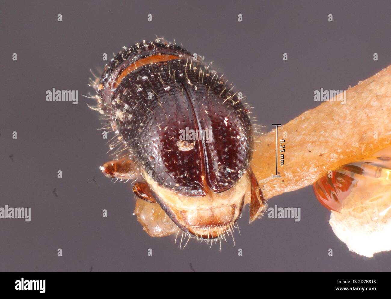 Pinned, Panzos, Guat., Guatemala, Xylocleptes guatemalensis Hopkins ...