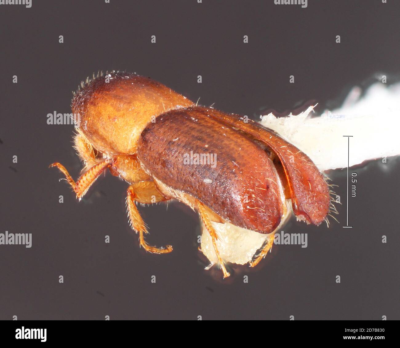 Monarthrum granulosum wood hi-res stock photography and images - Alamy