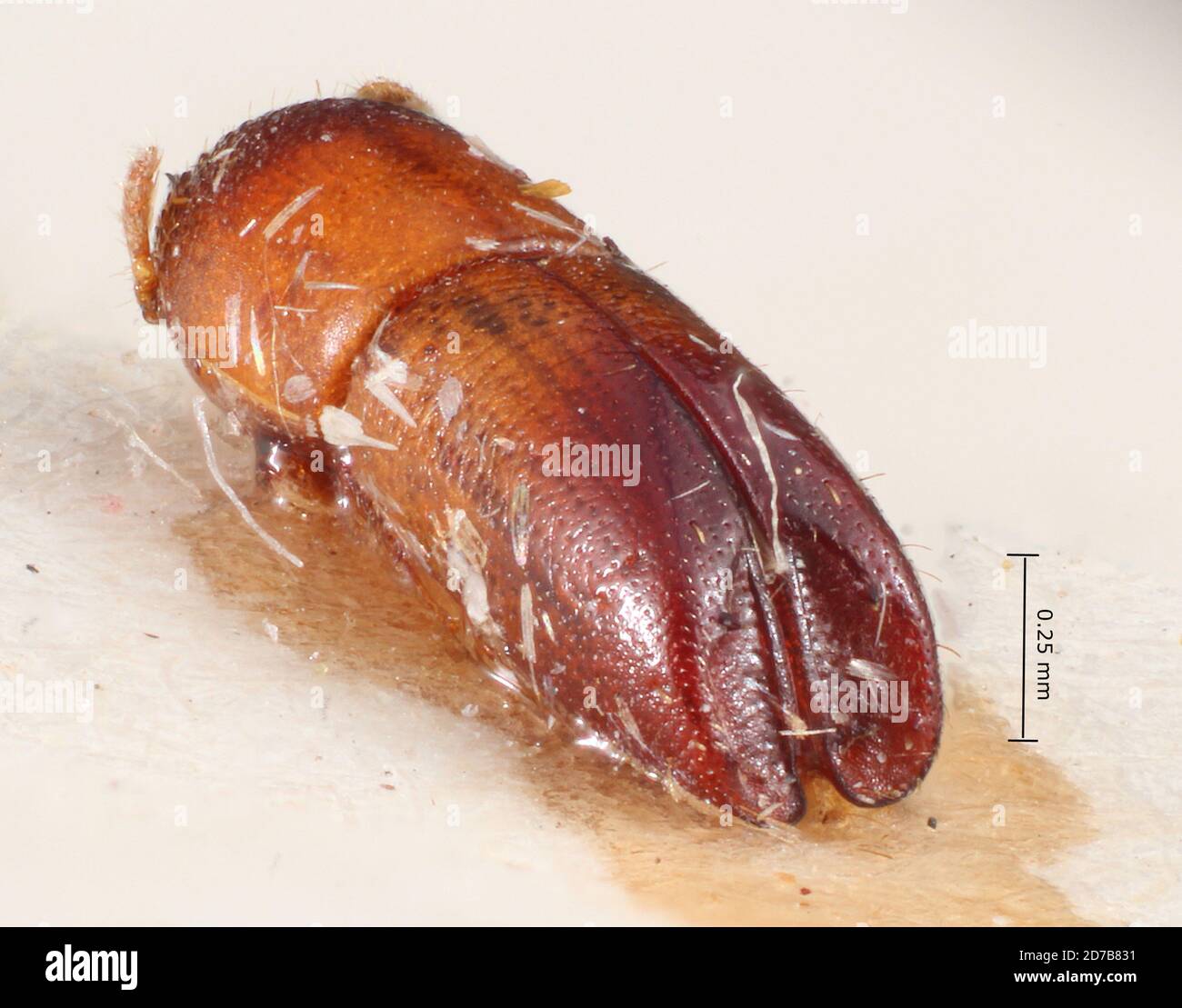 pinned, carumbe, San Pedro, Paraguay, Monarthrum minutissimum (Schedl ...