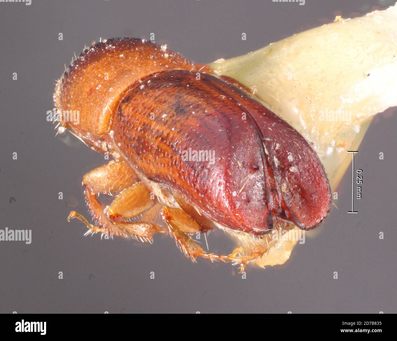 pinned, Totalapan Oaxaca, Oaxaca, Mexico, Monarthrum exornatum (Schedl ...