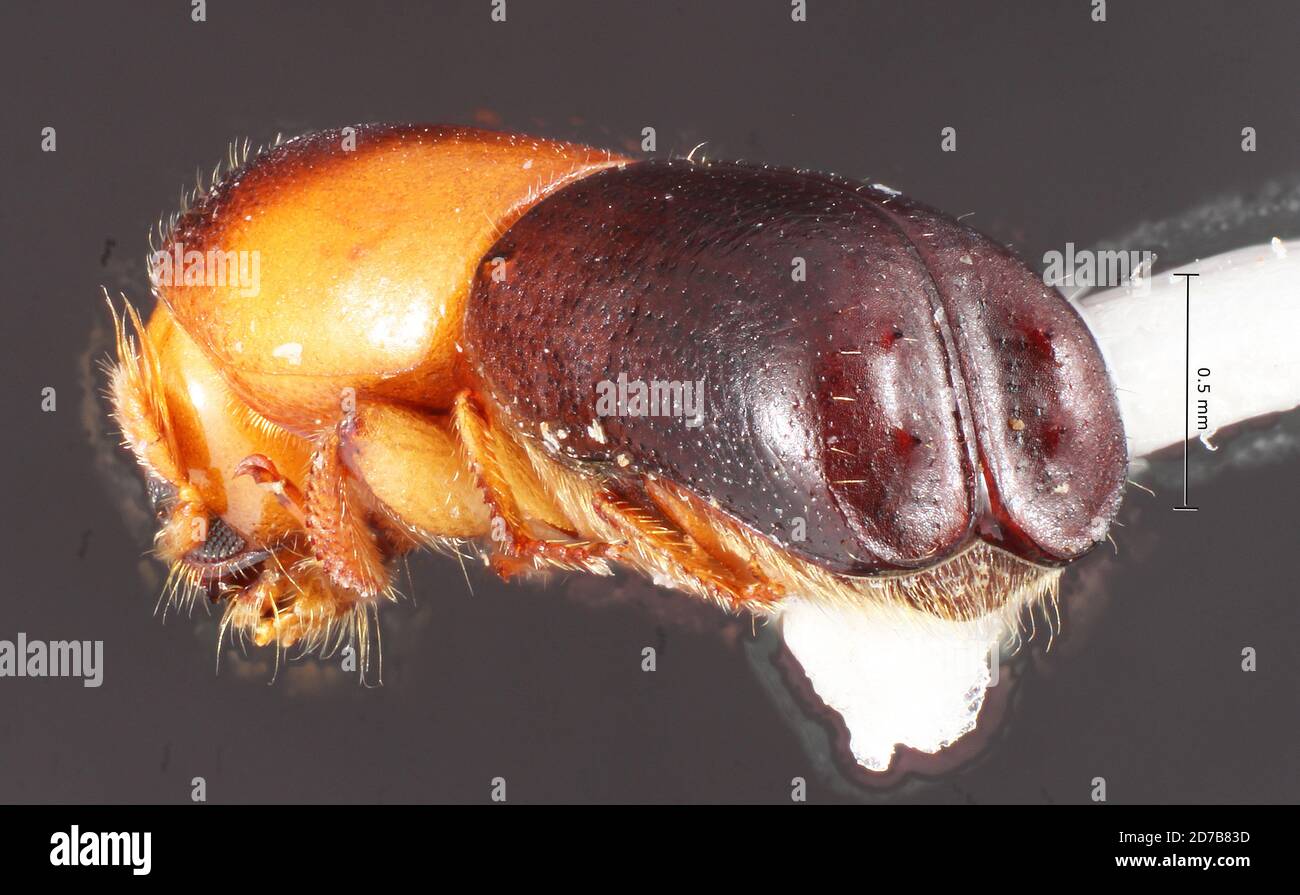 pinned, Oaxaca 15 miles South Valle Nacional, Oaxaca, Mexico ...