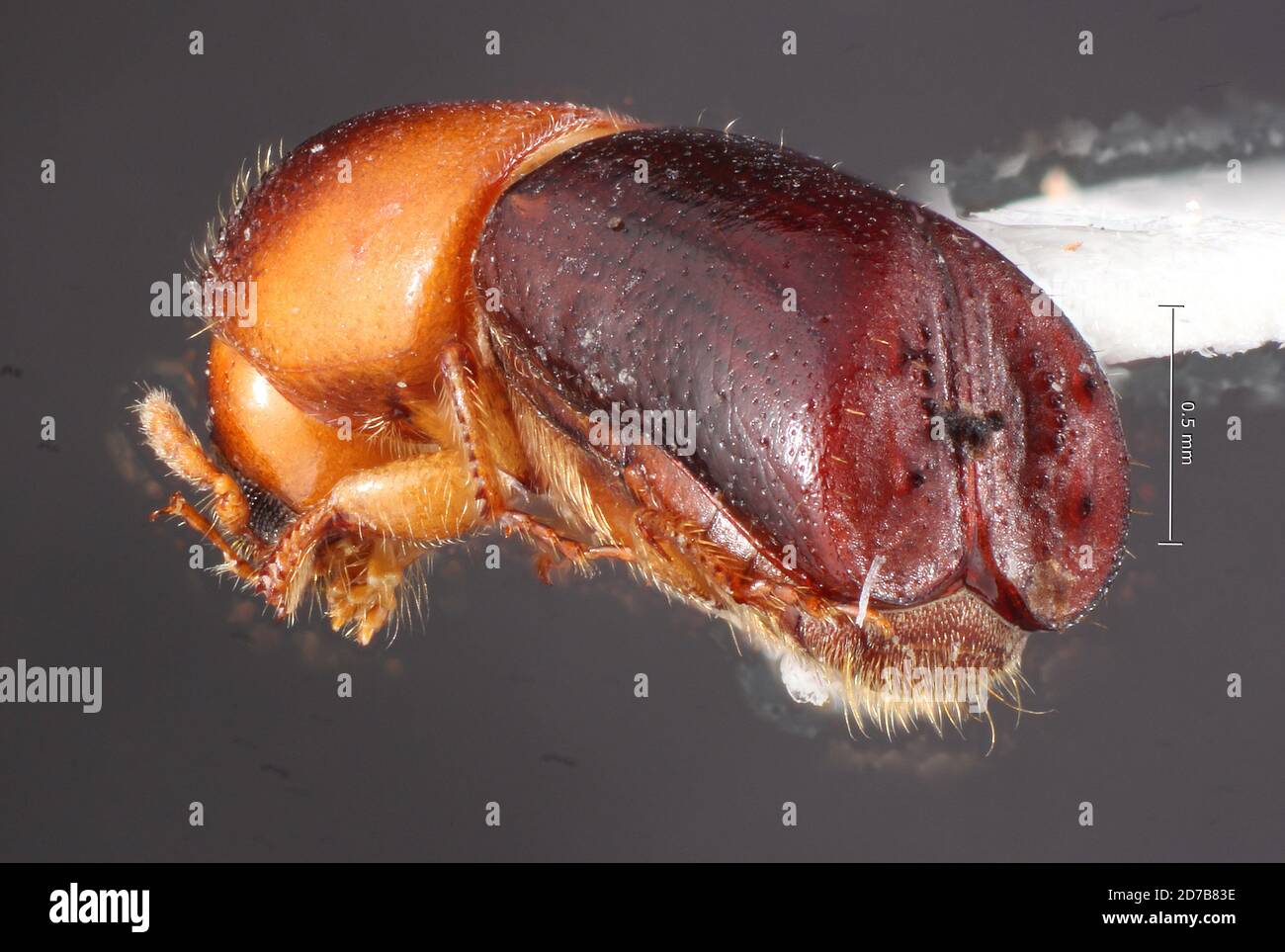 pinned, Oaxaca 15 miles South Valle Nacional, Oaxaca, Mexico ...