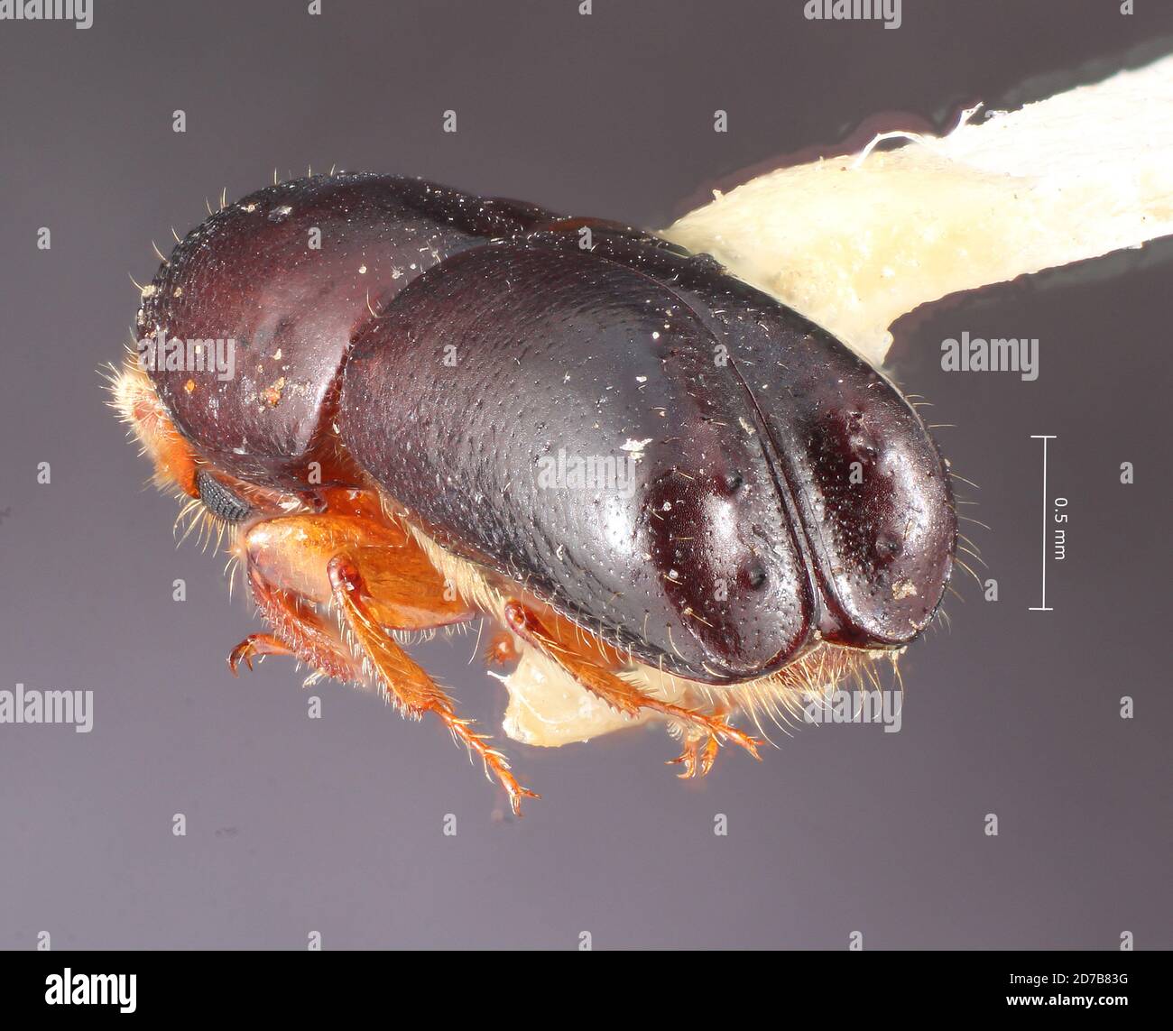 pinned, Escasu, San Jose, San Jose, Costa Rica, Monarthrum difficile ...