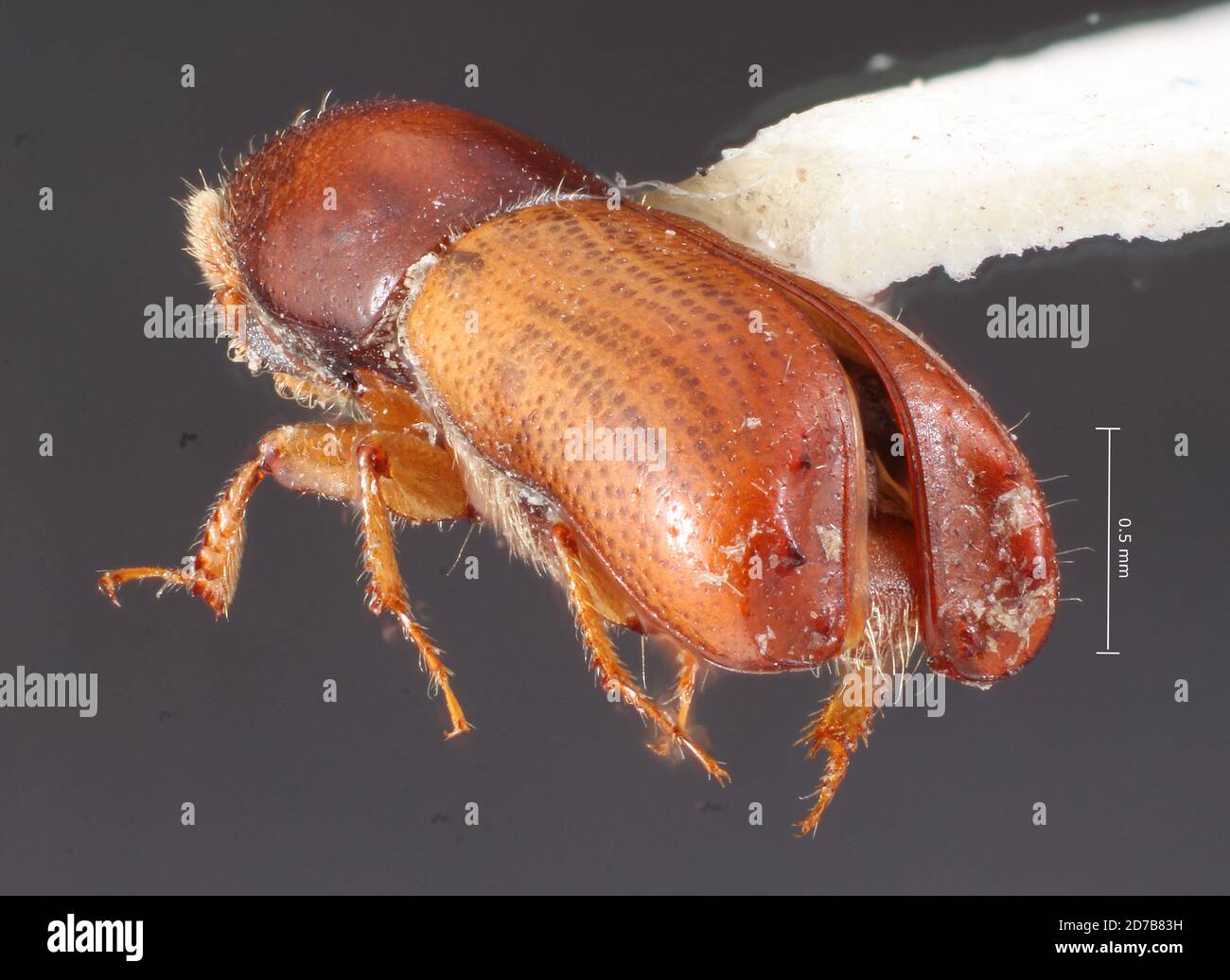 Pinned, Volcan Poas, Heredia, Costa Rica, Monarthrum insignatum Wood ...