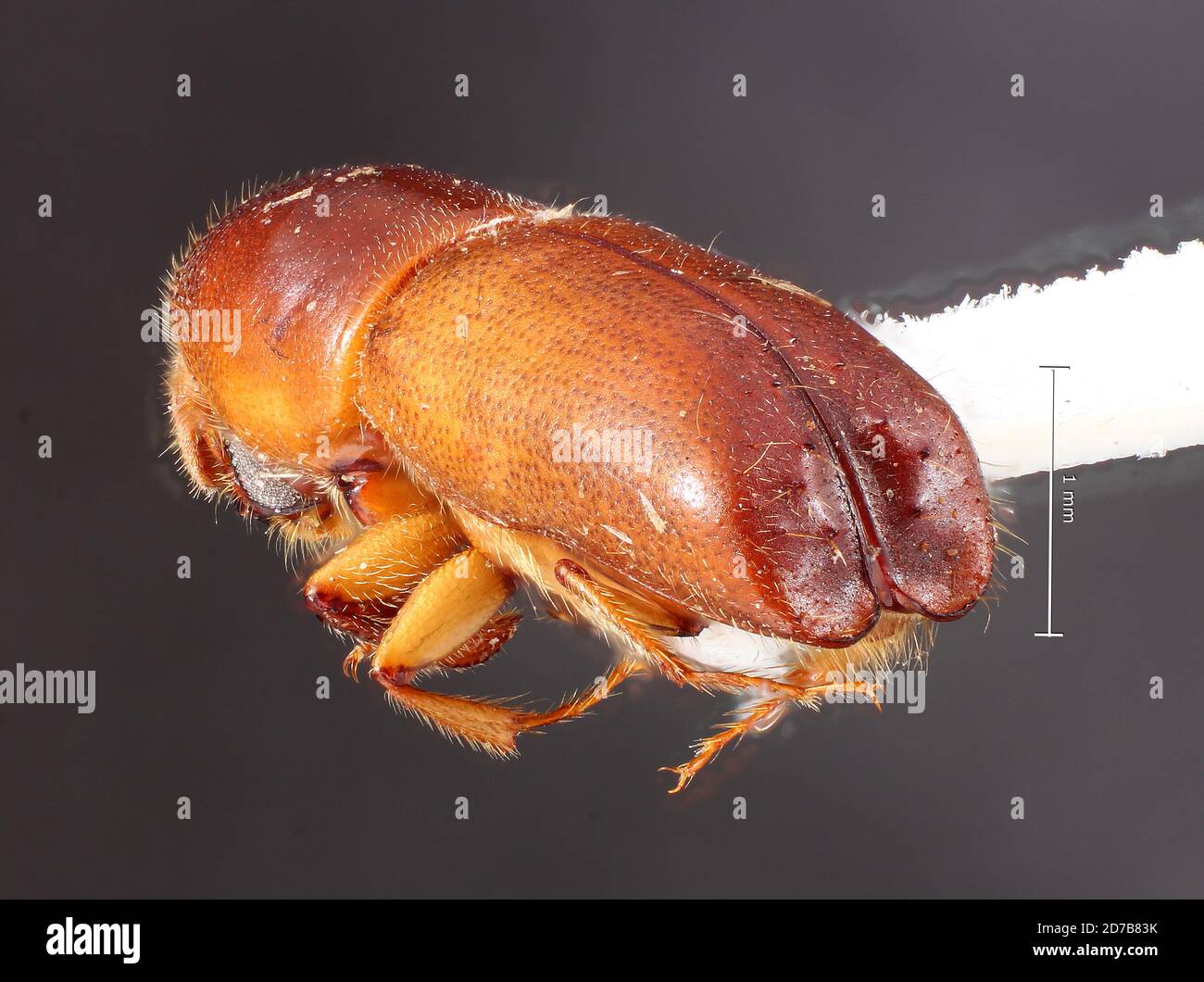 pinned, Oaxaca 32 miles South Valle Nacional, Oaxaca, Mexico ...