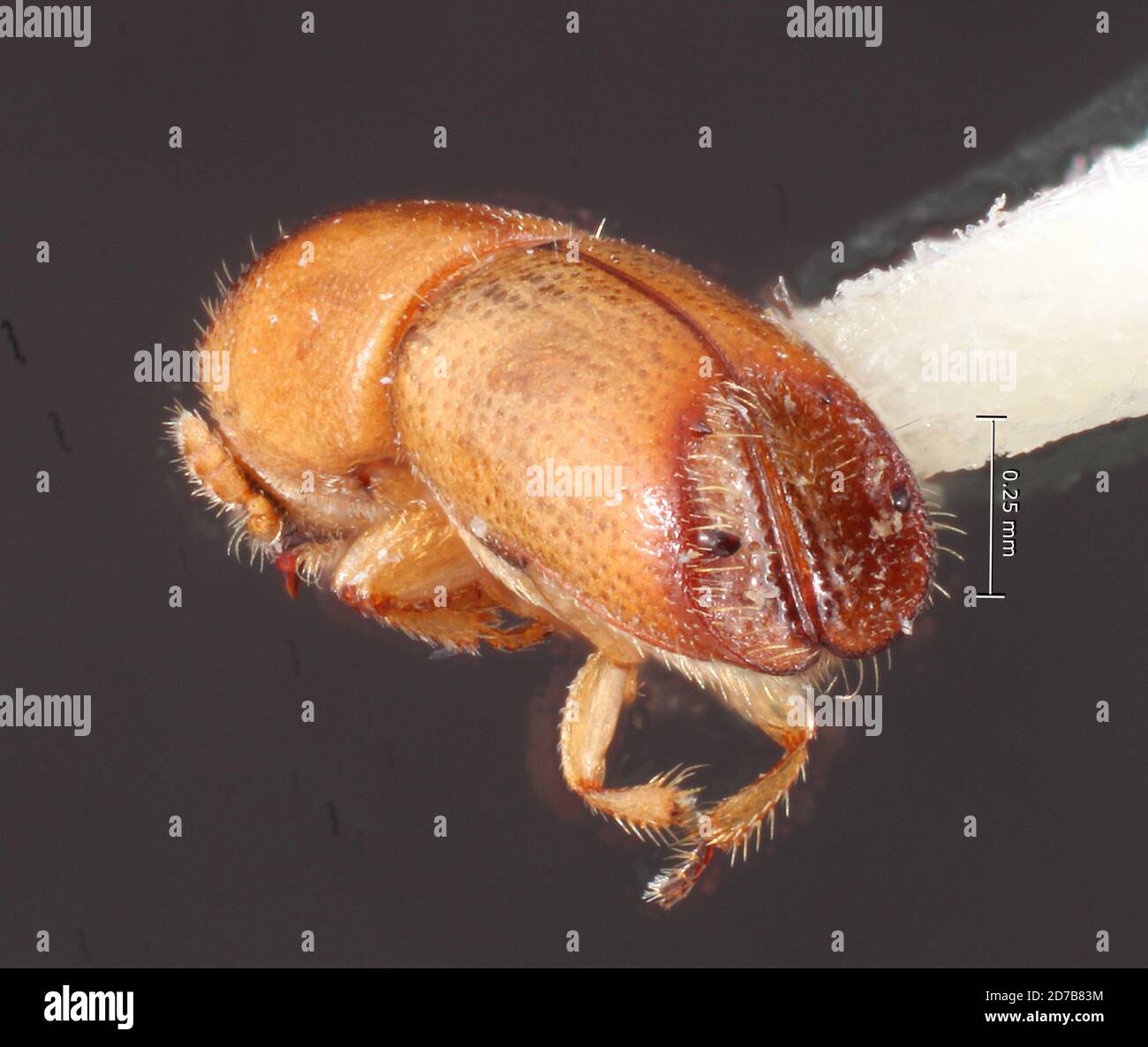 pinned, 20 kilometers Southwest El Vigia Merida, Merida, Venezuela ...