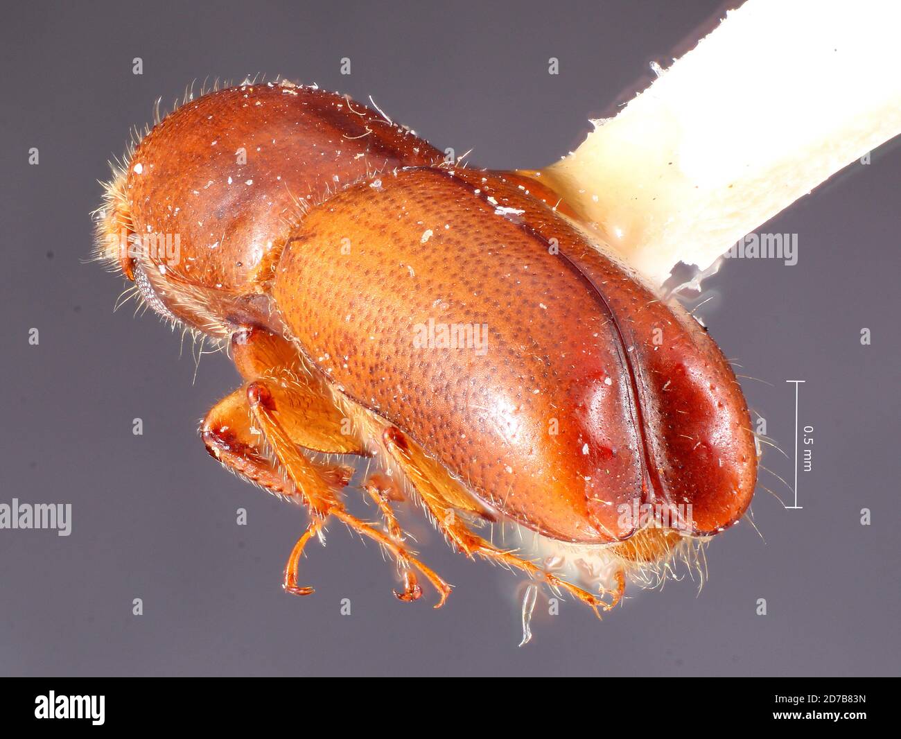 pinned, Volcan Poas, Heredia, Heredia, Costa Rica, Monarthrum ...