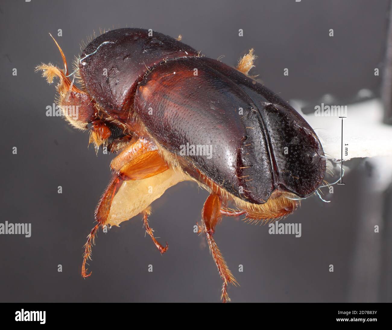 pinned, 50 kilometers West of Merida Carbonera, Merida, Venezuela ...