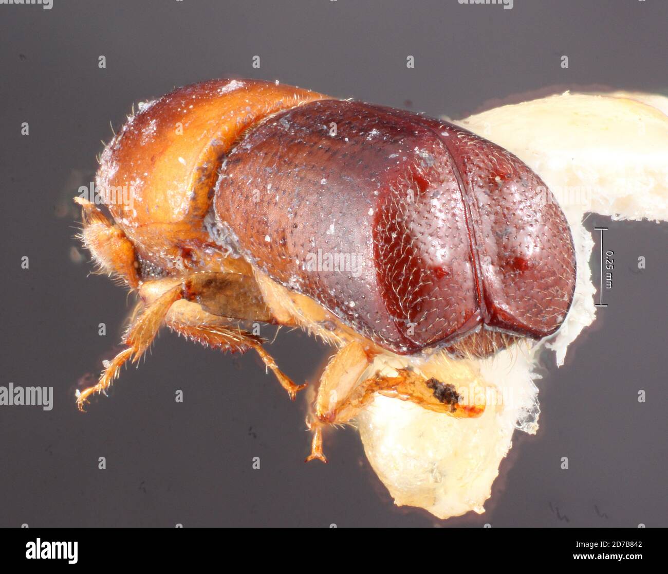 Monarthrum proximum wood hi-res stock photography and images - Alamy