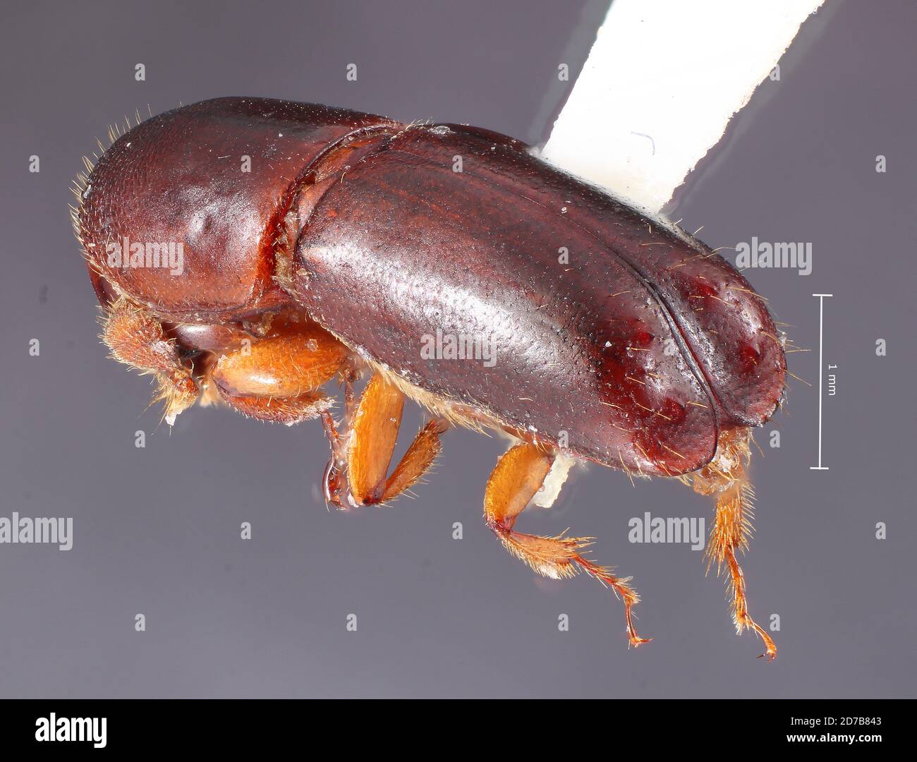 Monarthrum obtusum hi-res stock photography and images - Alamy