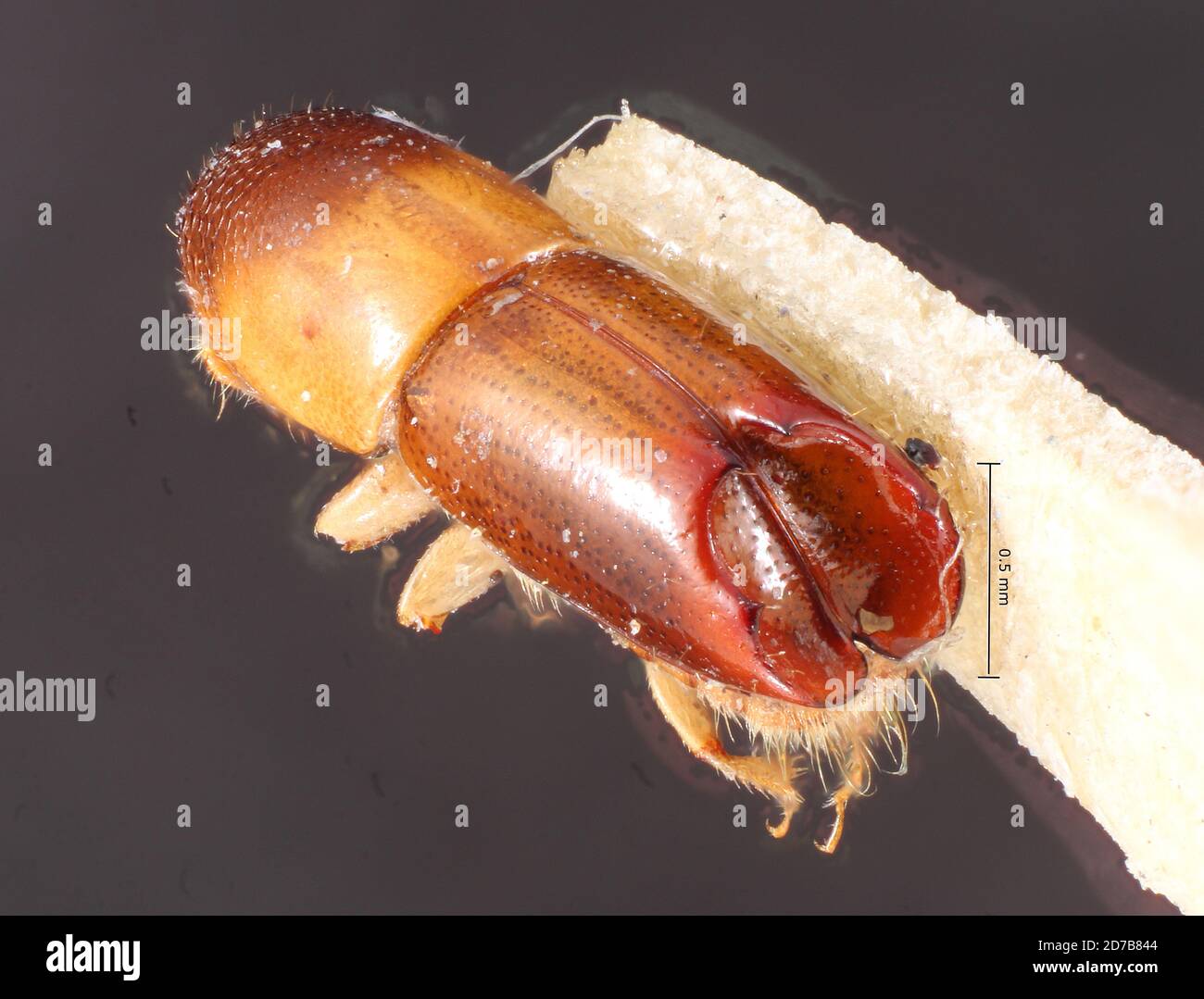 pinned, British Guiana Manaka, Guyana, Monarthrum parvum (Eggers, 1933 ...