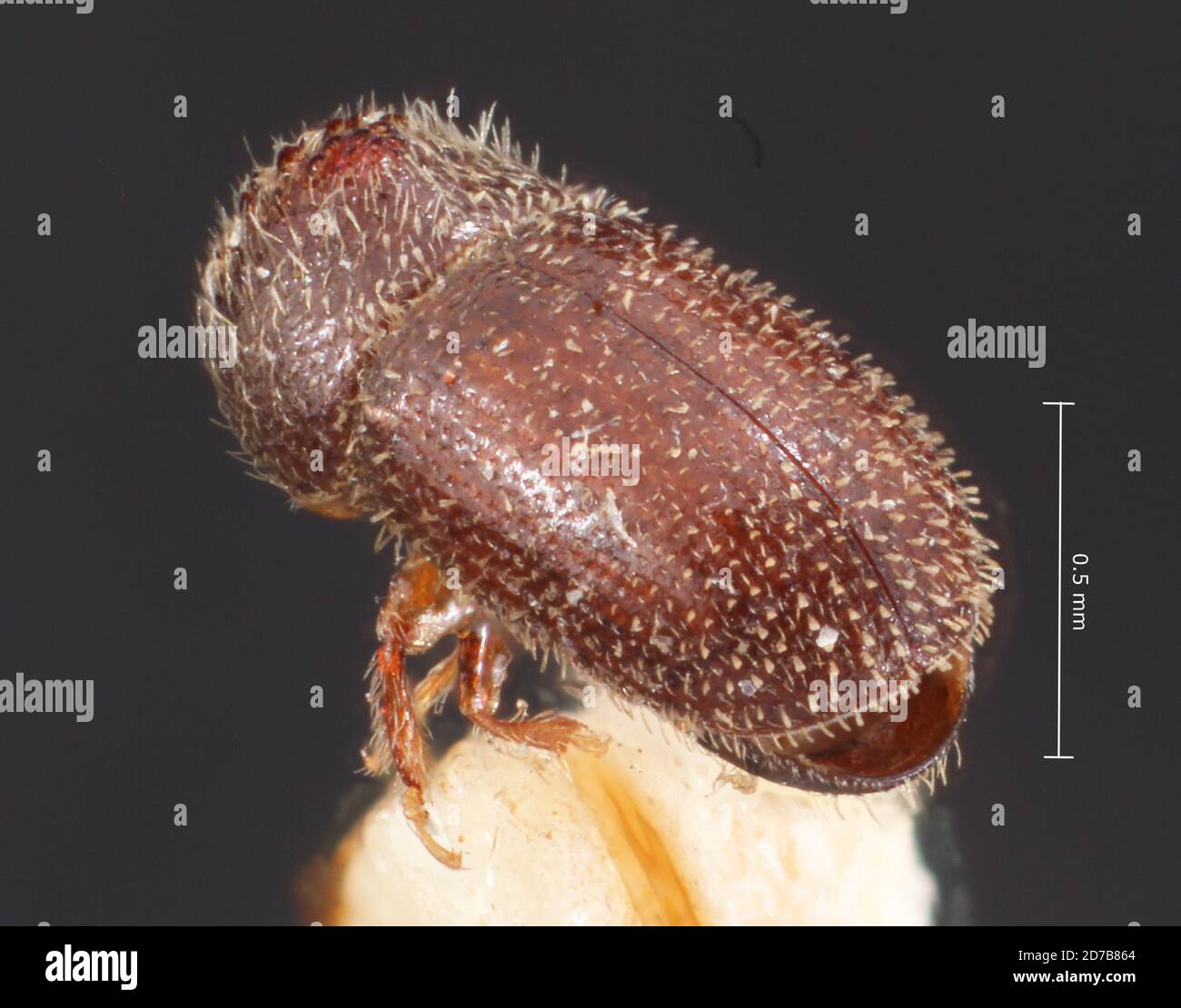 Pinned, Cape Province, South Africa, Stephanoderes africanus Hopkins ...