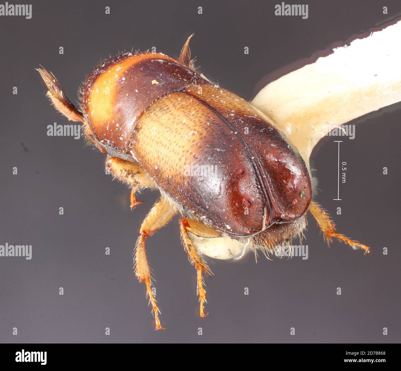 pinned, Cerro de la Muerte, San Jose, San Jose, Costa Rica, Monarthrum ...