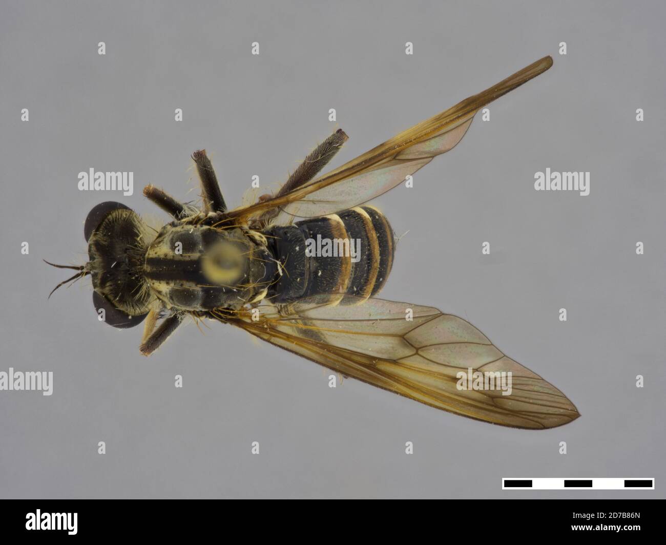 Heteropogon willistoni martin hi-res stock photography and images - Alamy