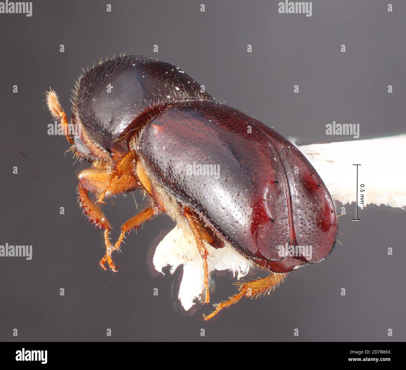 pinned, Teziutlan 6 miles Northeast Puebla, Puebla, Mexico, Monarthrum ...