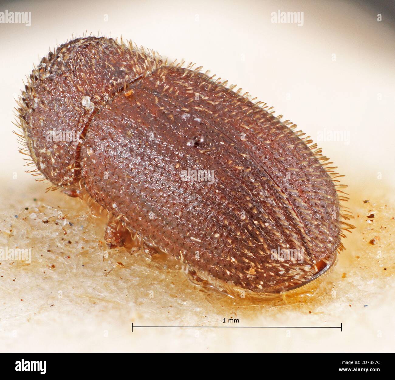 Stephanoderes bolivianus eggers hi-res stock photography and images - Alamy