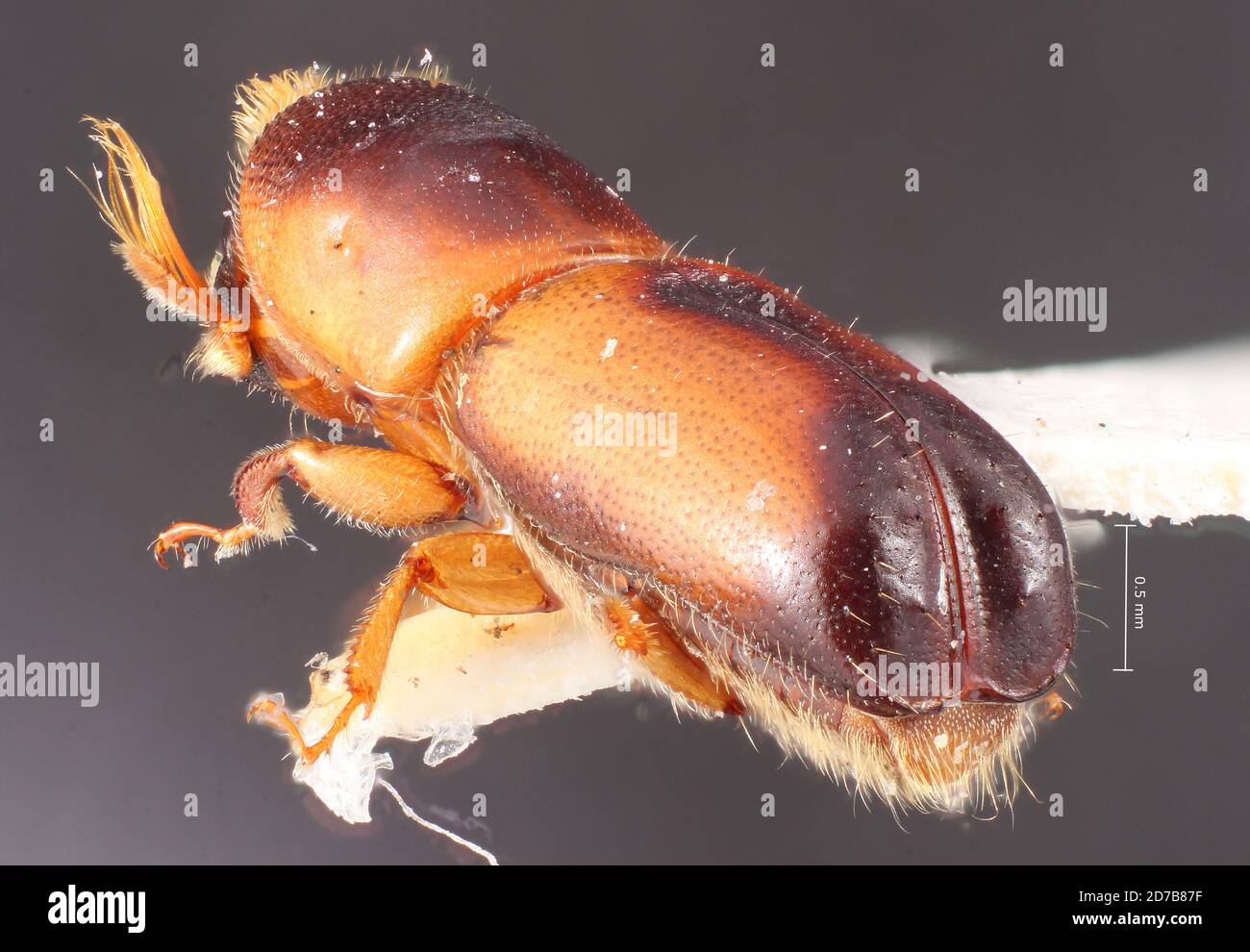 pinned, Vulcan Chiriqui, Chiriqui, Panama, Monarthrum sulcatum ...