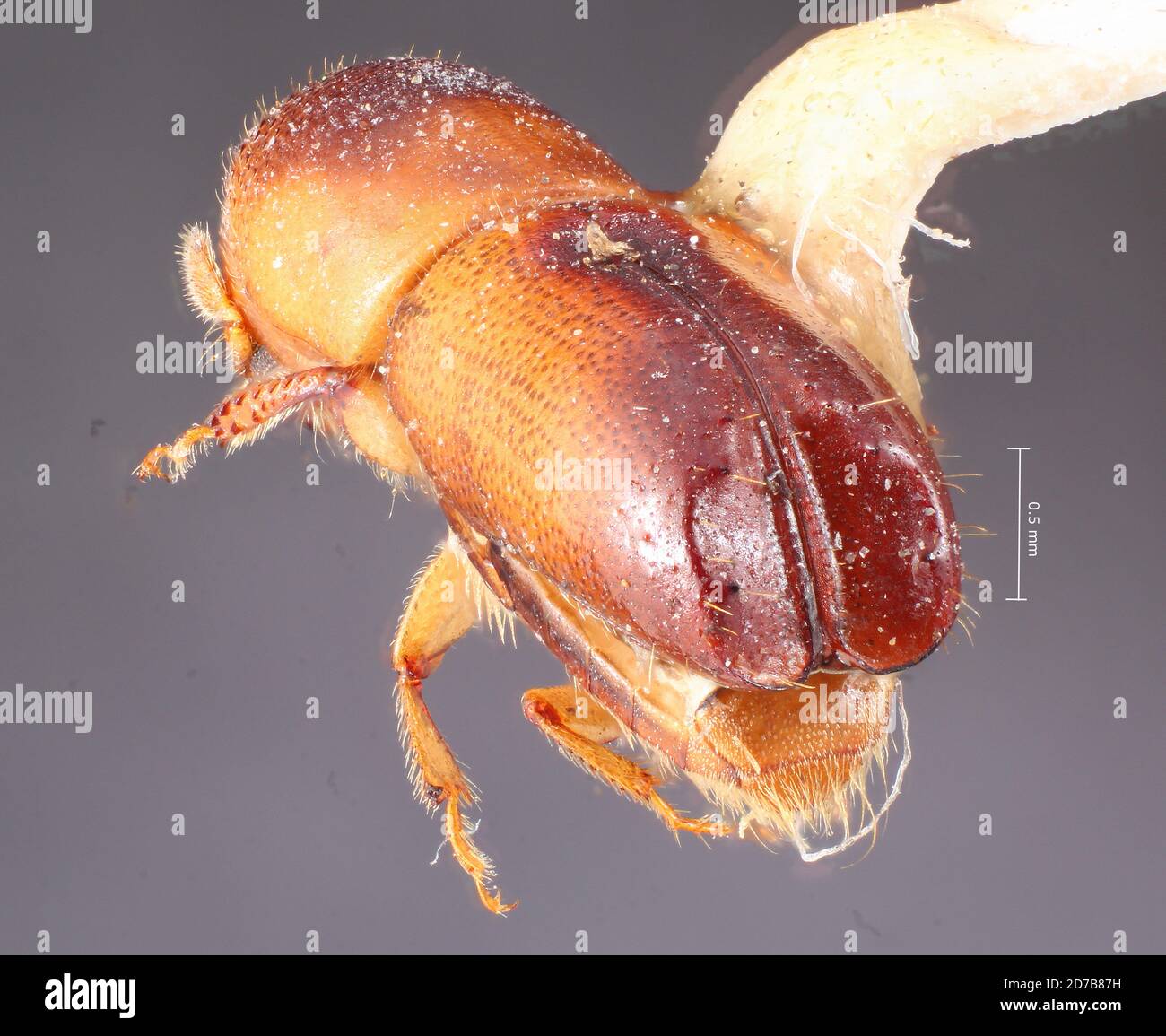 pinned, Vulcan Chiriqui, Chiriqui, Panama, Monarthrum sulcatum ...