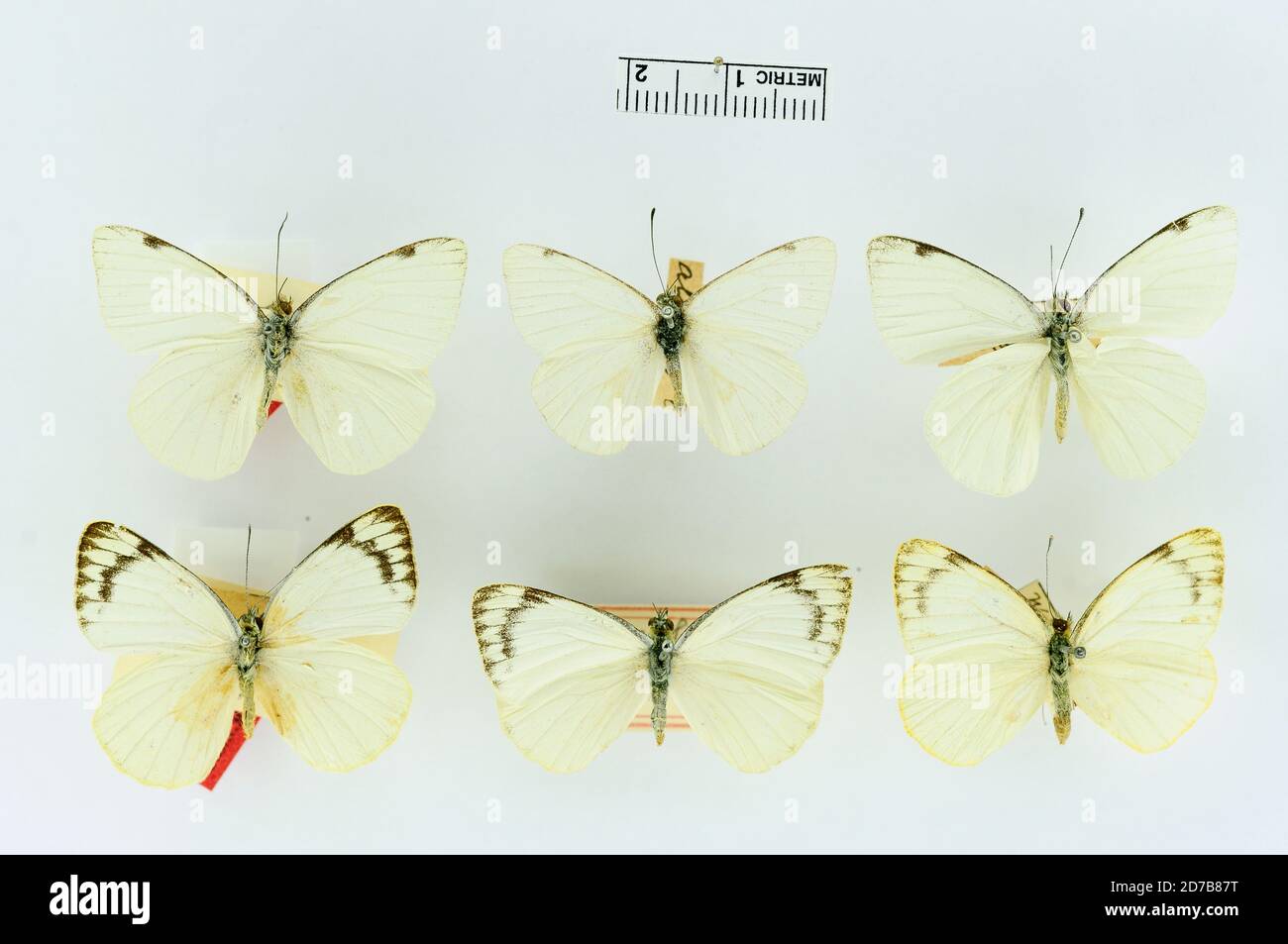 Seychelles, Teracolus aldabrensis Holland, 1896, Animalia, Arthropoda ...