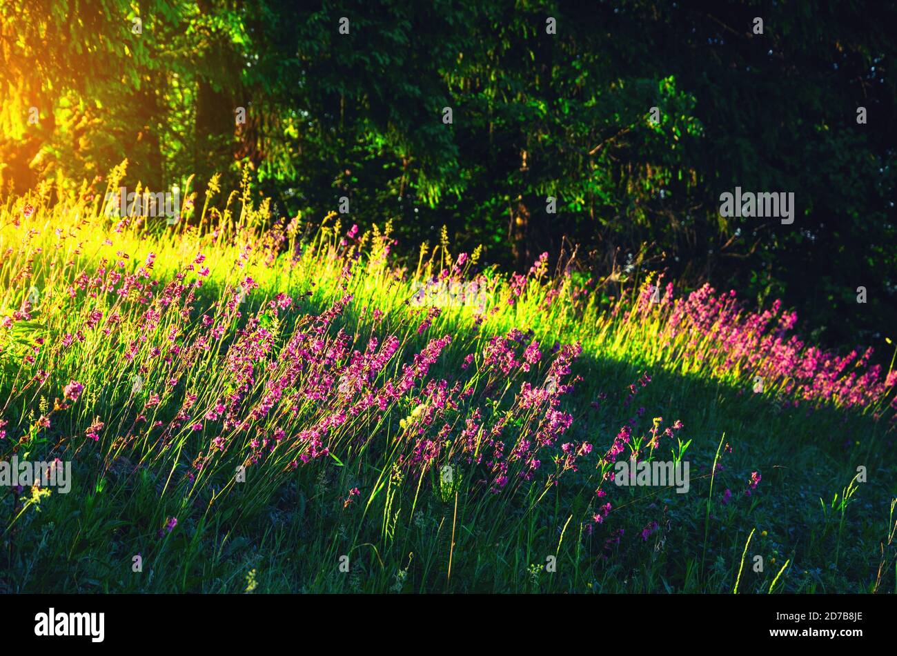 Scene with forest lawn with growing wild purple blooming flowers ...