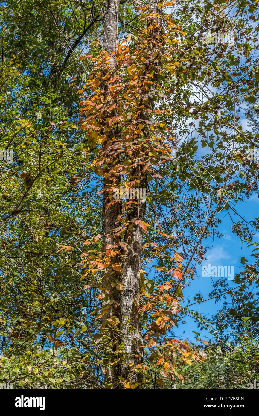 A poison ivy vine growing up a tree trunk changing colors in the autumn ...