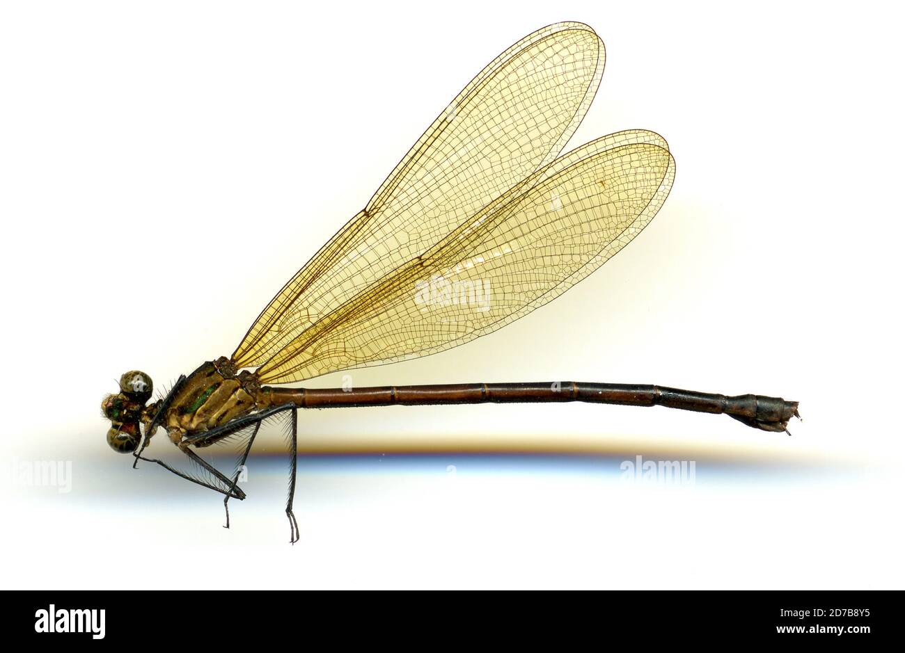 Calopterygidae