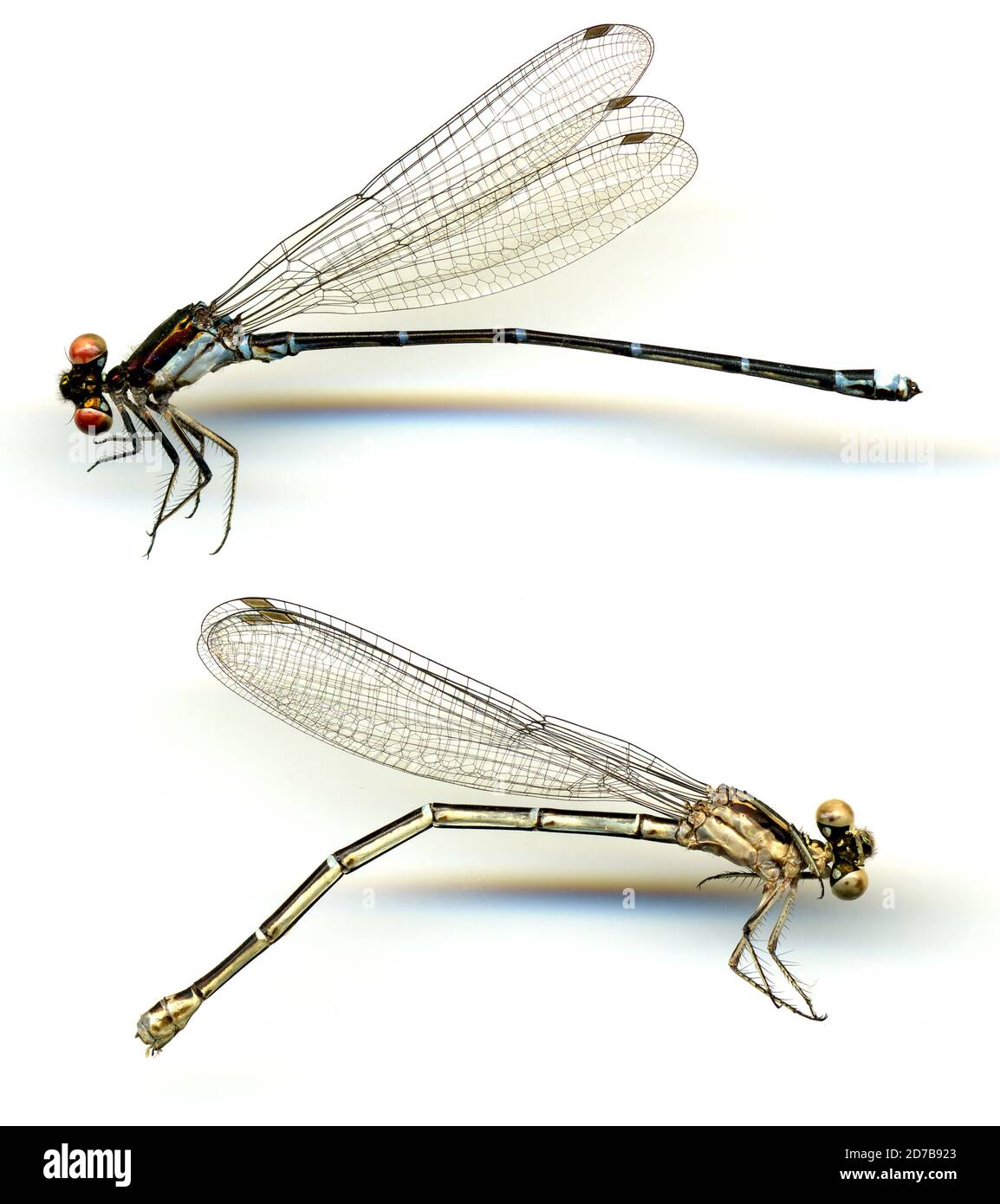 Edwards real co line hi-res stock photography and images - Alamy