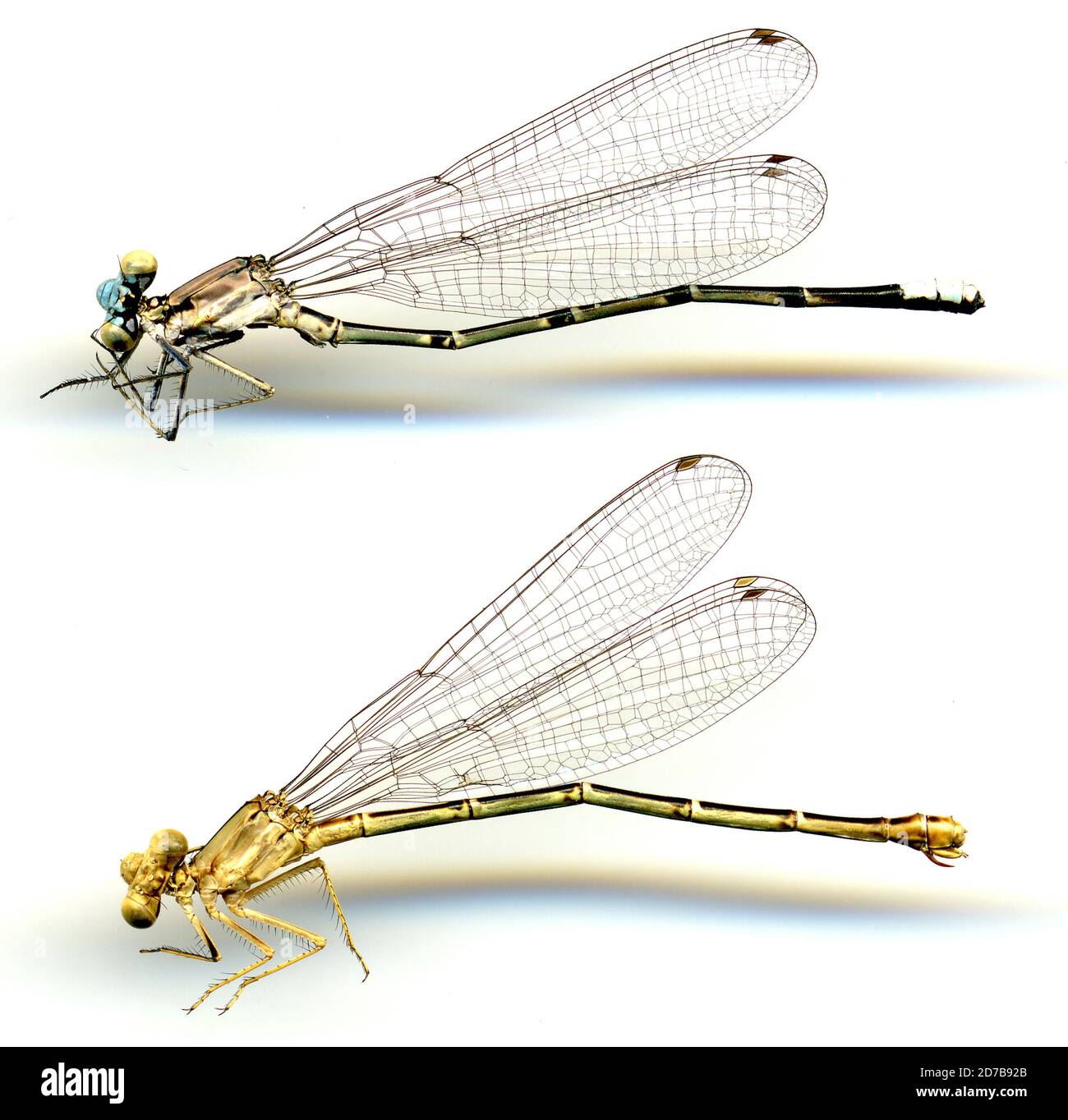 Argia apicalis hi-res stock photography and images - Alamy