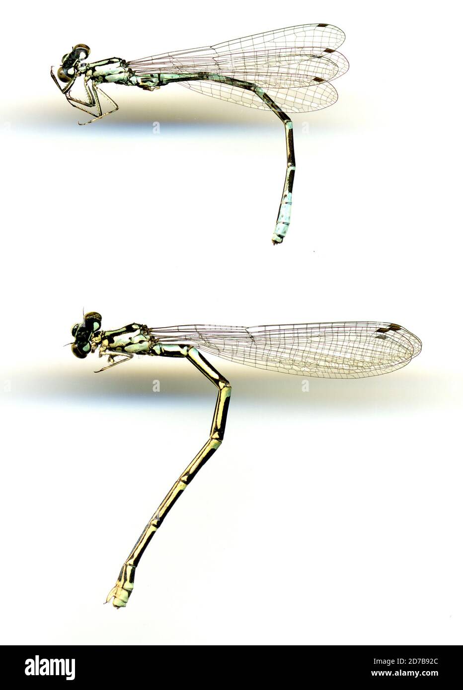 Coenagrionidae Freshwater Macroinvertebrates In Hong Kong