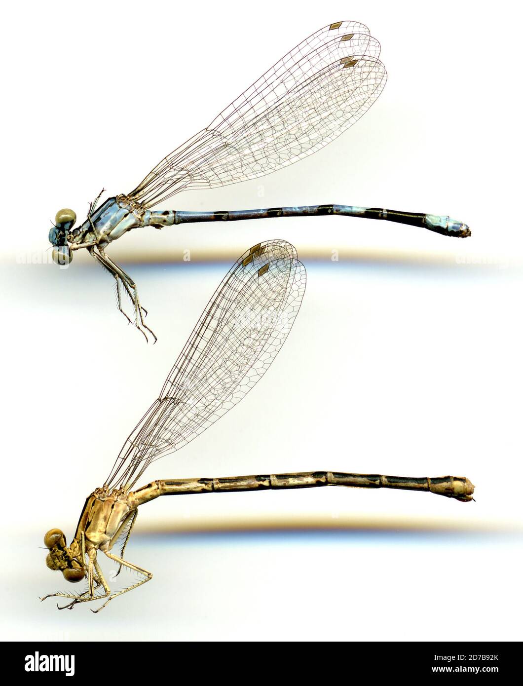 Argia nahuana calvert hi-res stock photography and images - Alamy