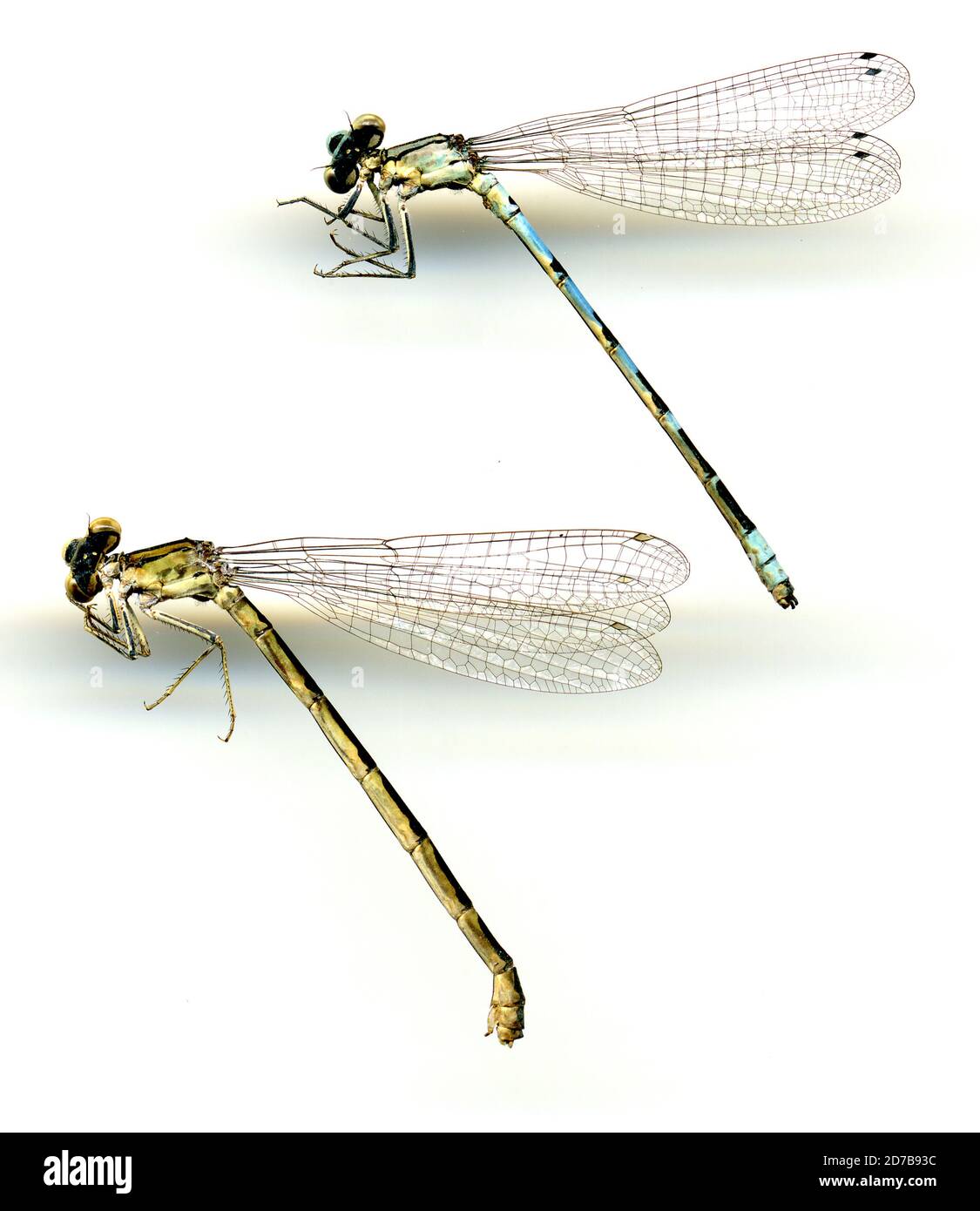 Fen creek Cut Out Stock Images & Pictures - Alamy