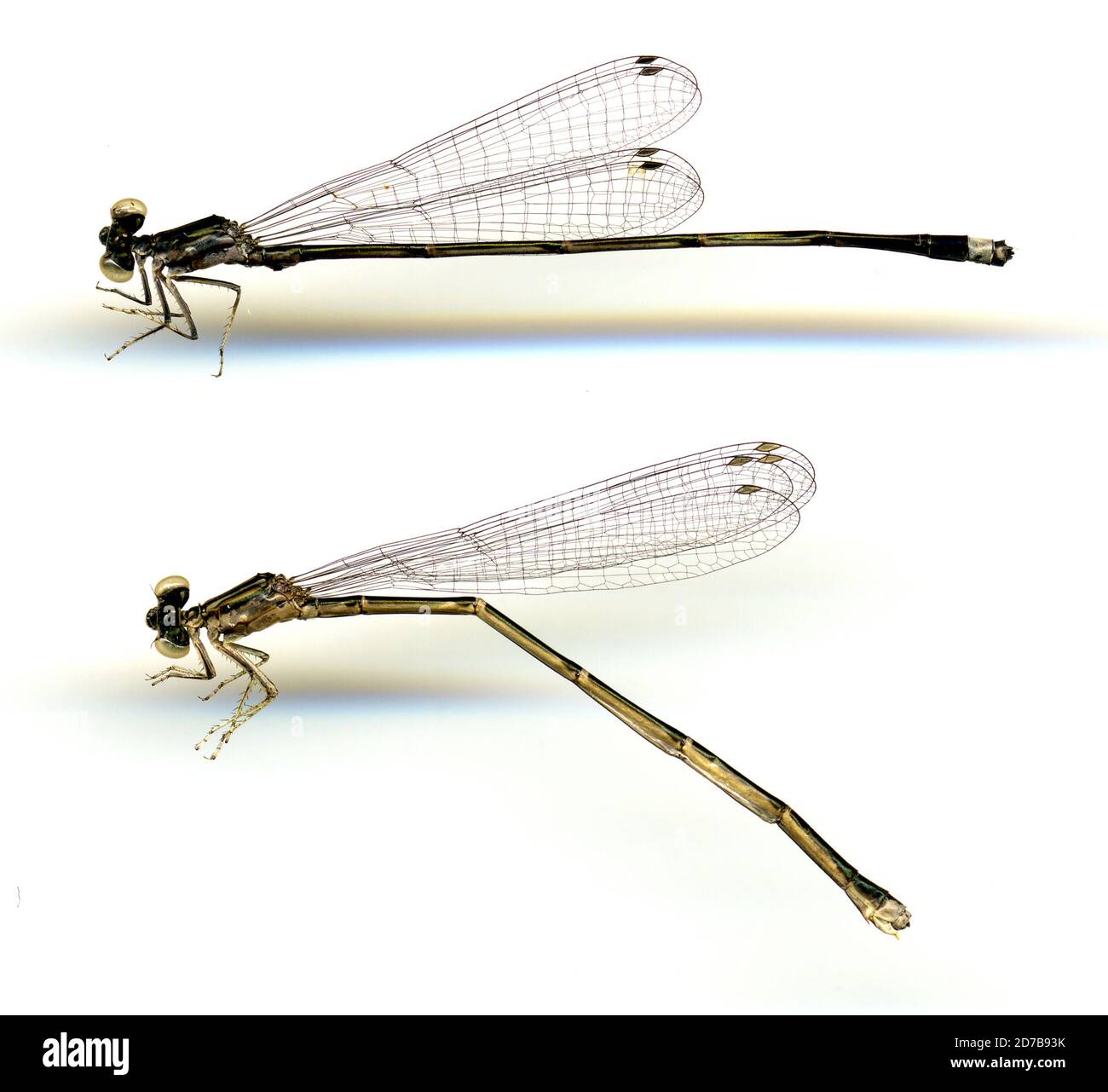 Enallagma weewa byers hi-res stock photography and images - Alamy