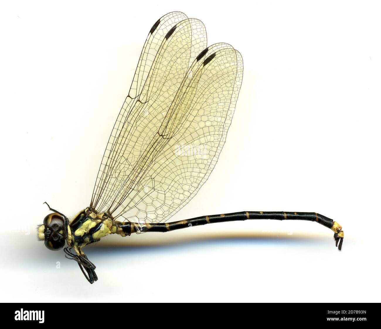 trib. Nerang River, 4 mi. S.W. of Advancetown, Queensland, Australia ...